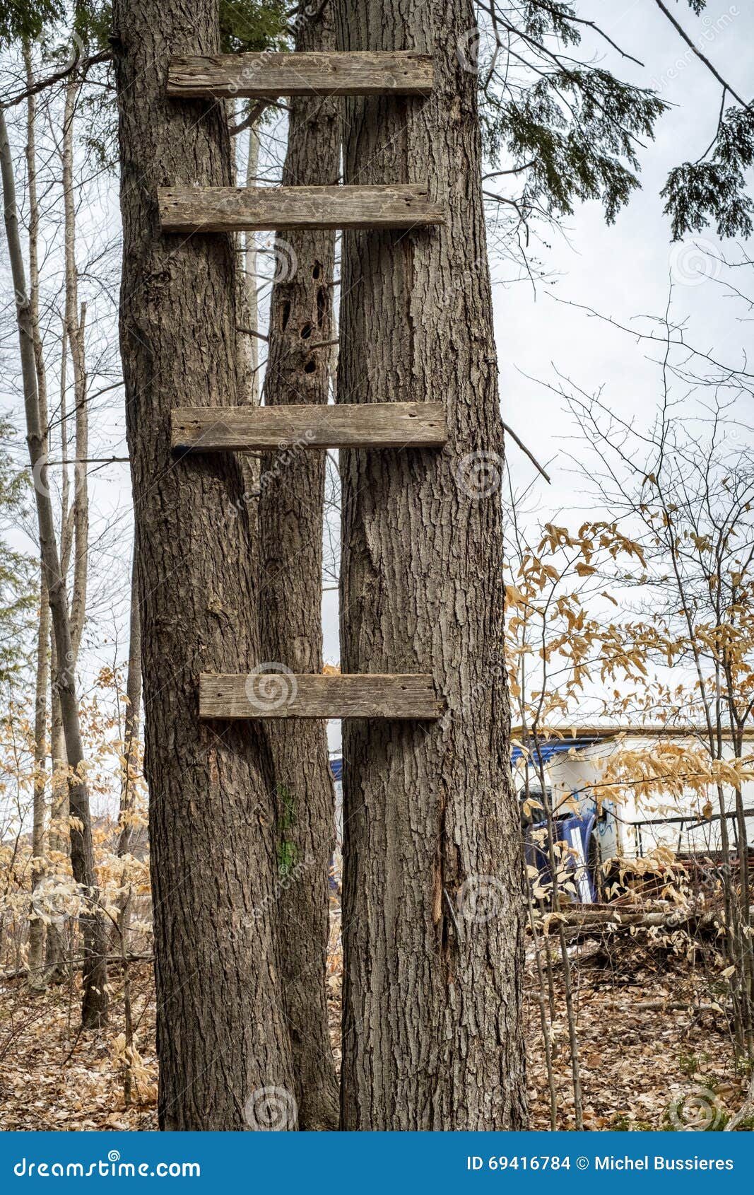 Ladder in a tree stock photo. Image of nail, patch, ladder - 69416784
