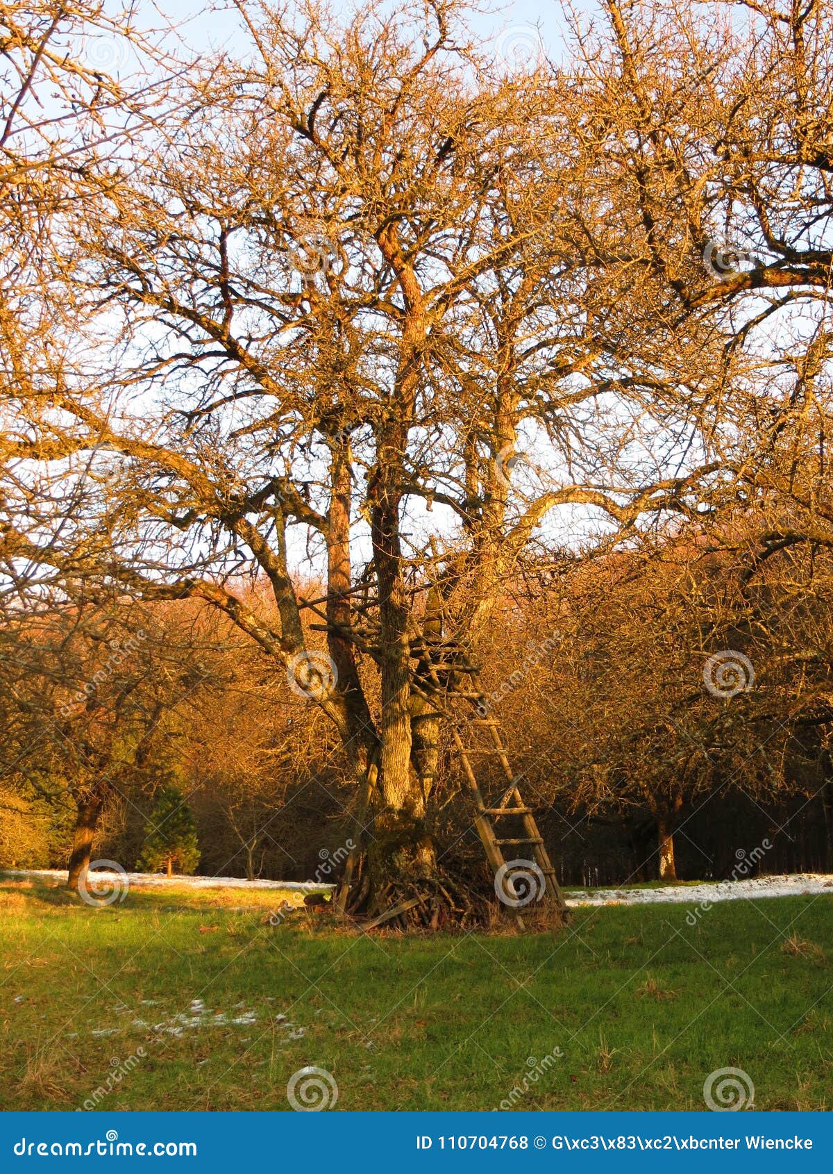 Ladder on the tree stock photo. Image of ladder, forest - 110704768