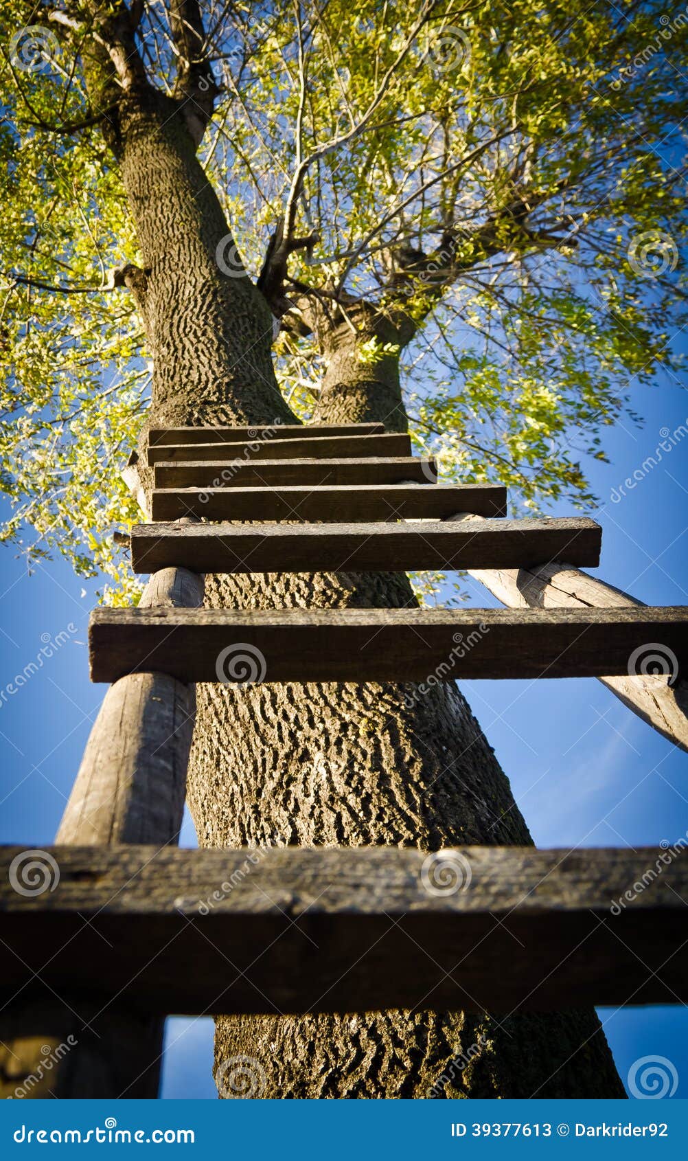 Ladder on a tree stock image. Image of perspective, tree - 39377613