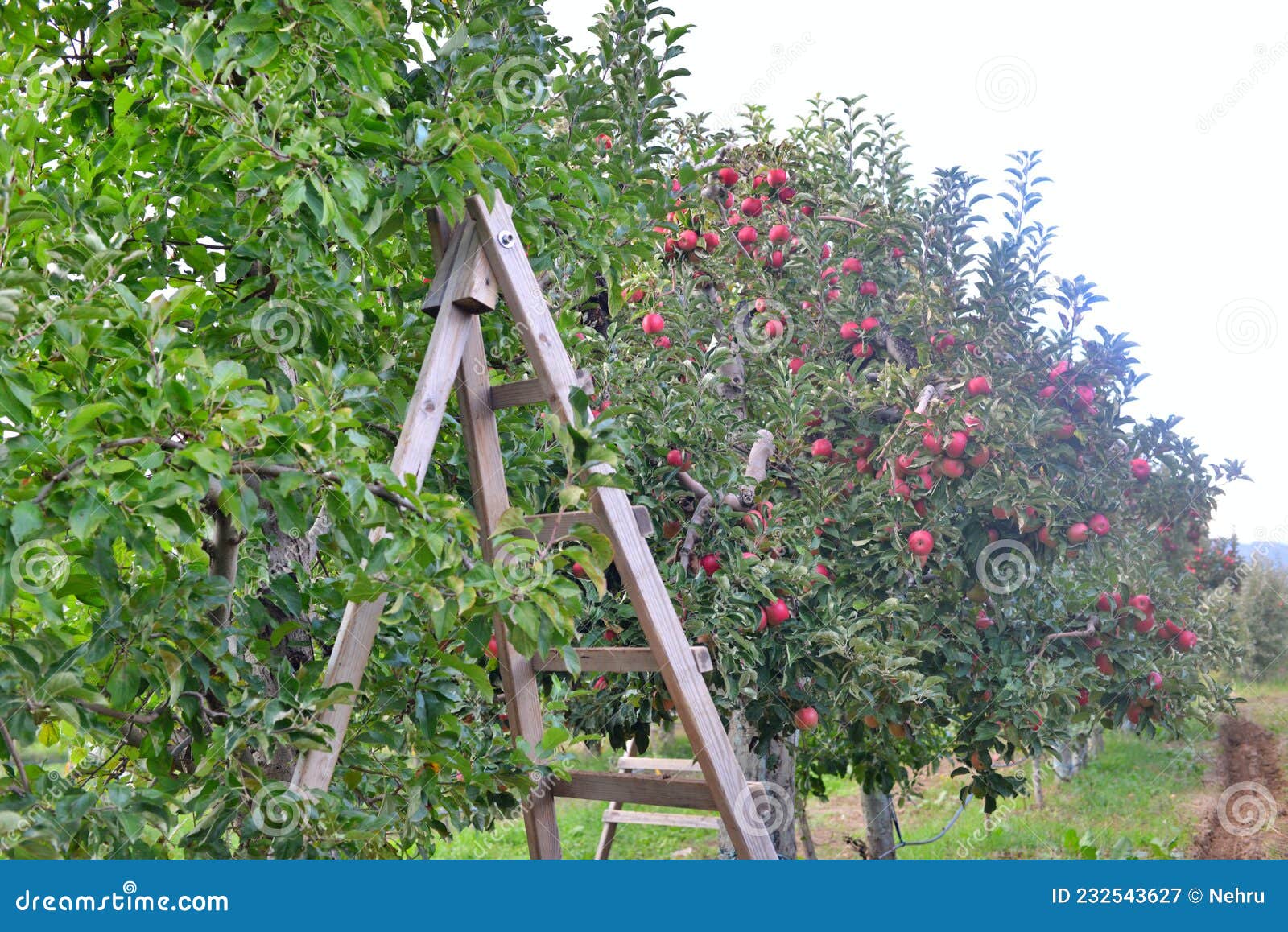 Ladder and Trees with Red Apples in an Orchard Stock Image - Image of ...