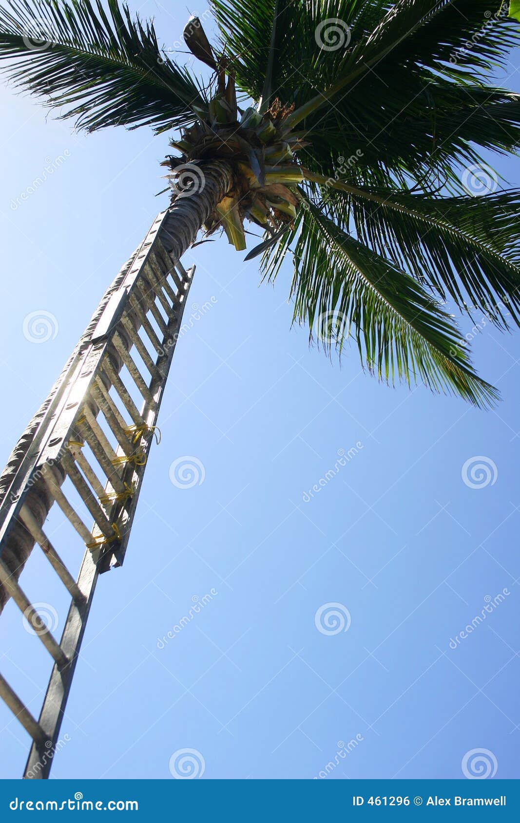 Ladder up Palm stock photo. Image of earnings, shore, business - 461296