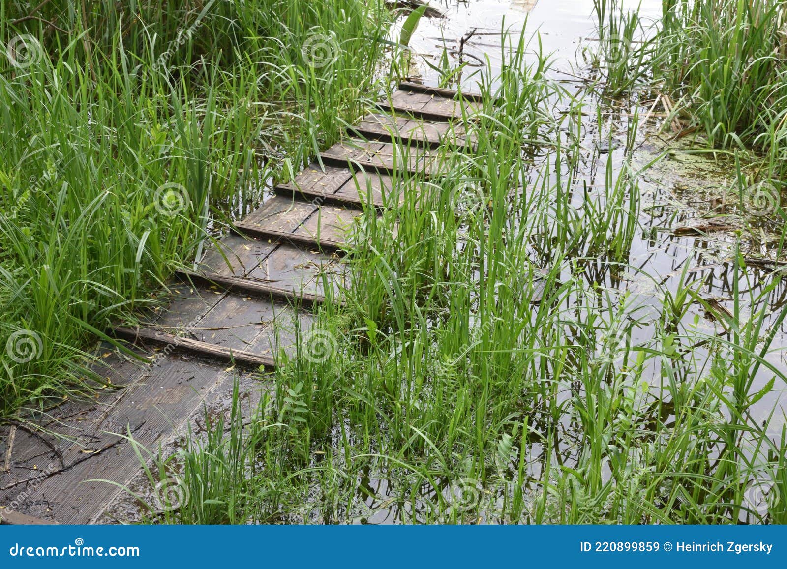 Ladder on the water stock image. Image of nature, forest - 220899859