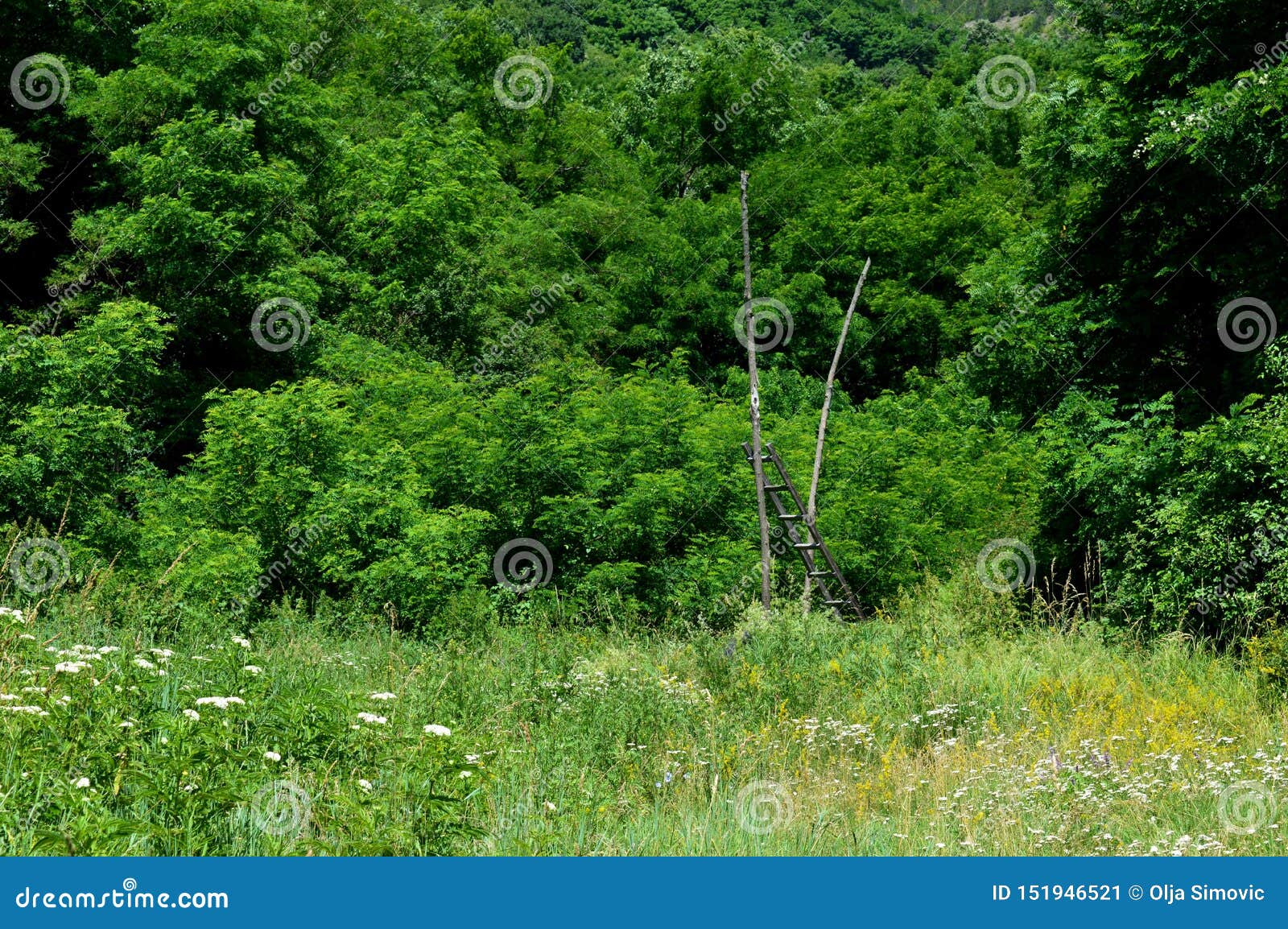 Ladders for Hay in the Meadow Stock Image - Image of leaf, color: 151946521