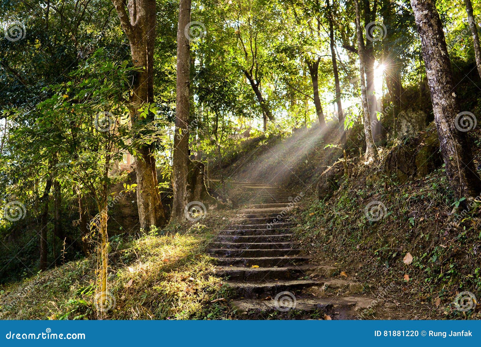 The Ladders in Nature Trail Stock Photo - Image of tree, forest: 81881220