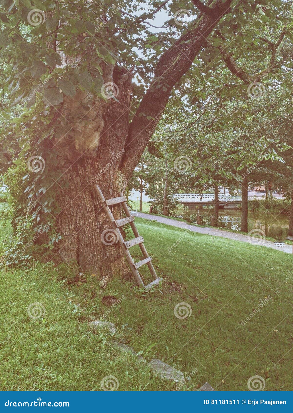 Ladders up on the tree stock image. Image of tree, outdoor - 81181511