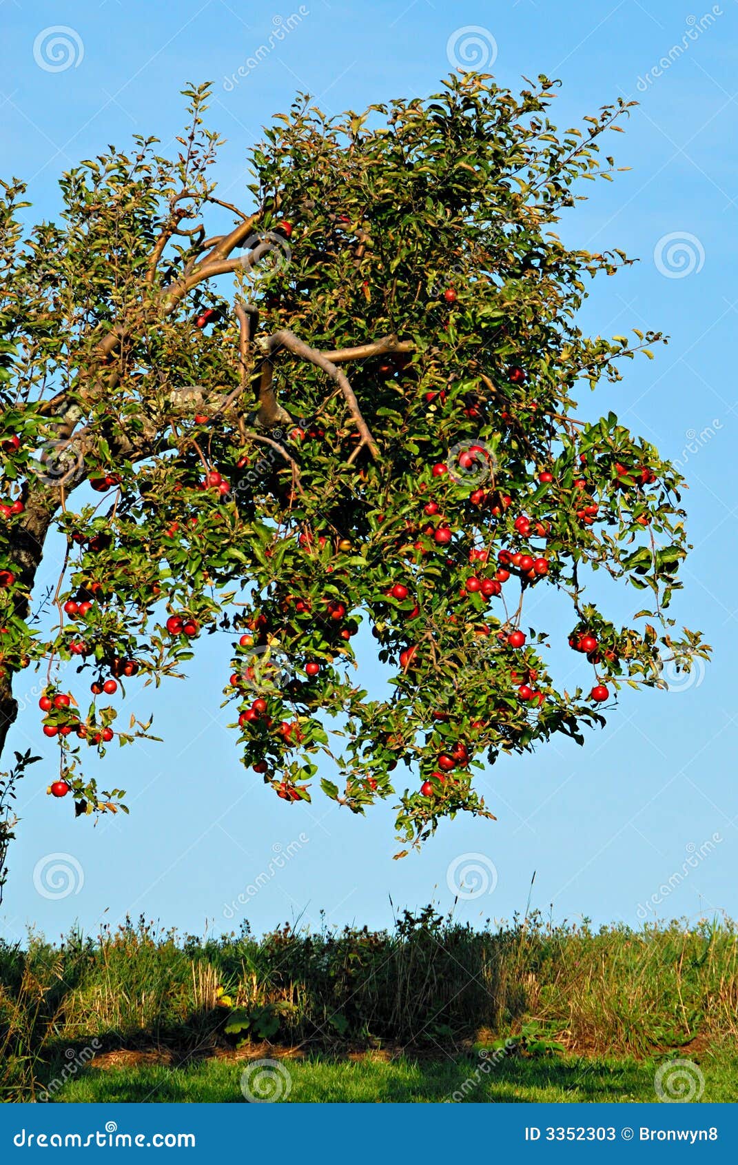 Laden Apple Tree stock image. Image of fall, autumn, ripe - 3352303