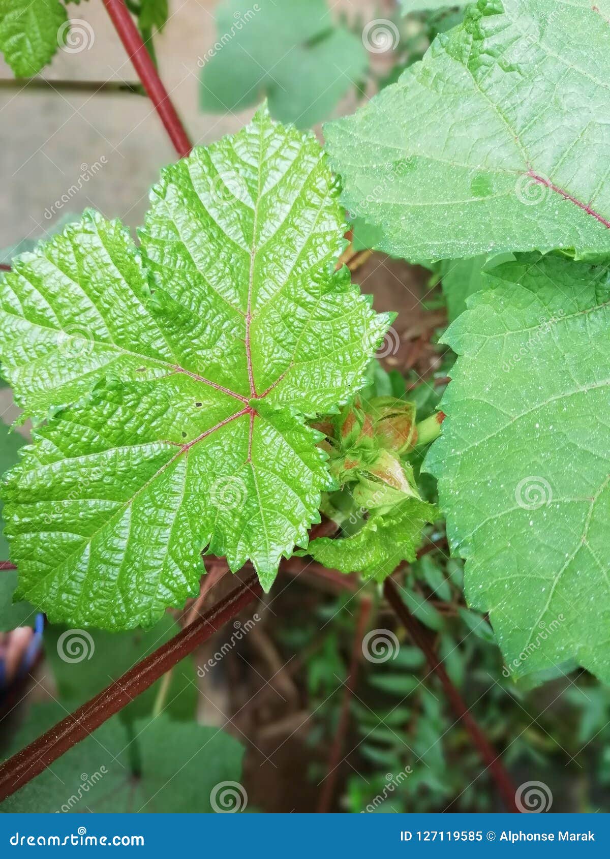 Ladies finger plant stock image. Image of nice, ladies - 127119585