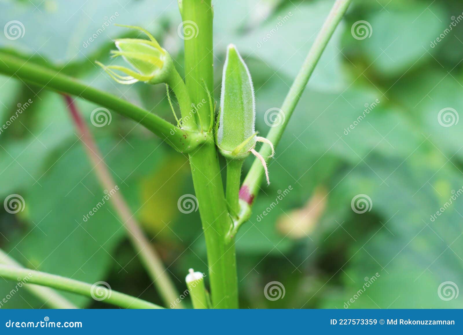 A Ladies Finger with a Tree and Many Many Leaves and the Background ...