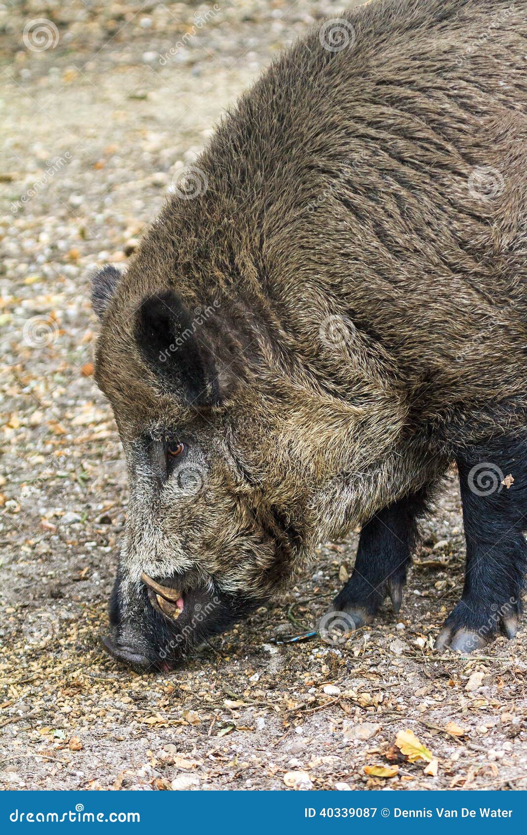 Lado Ascendente Próximo Do Javali Imagem de Stock - Imagem de exterior ...
