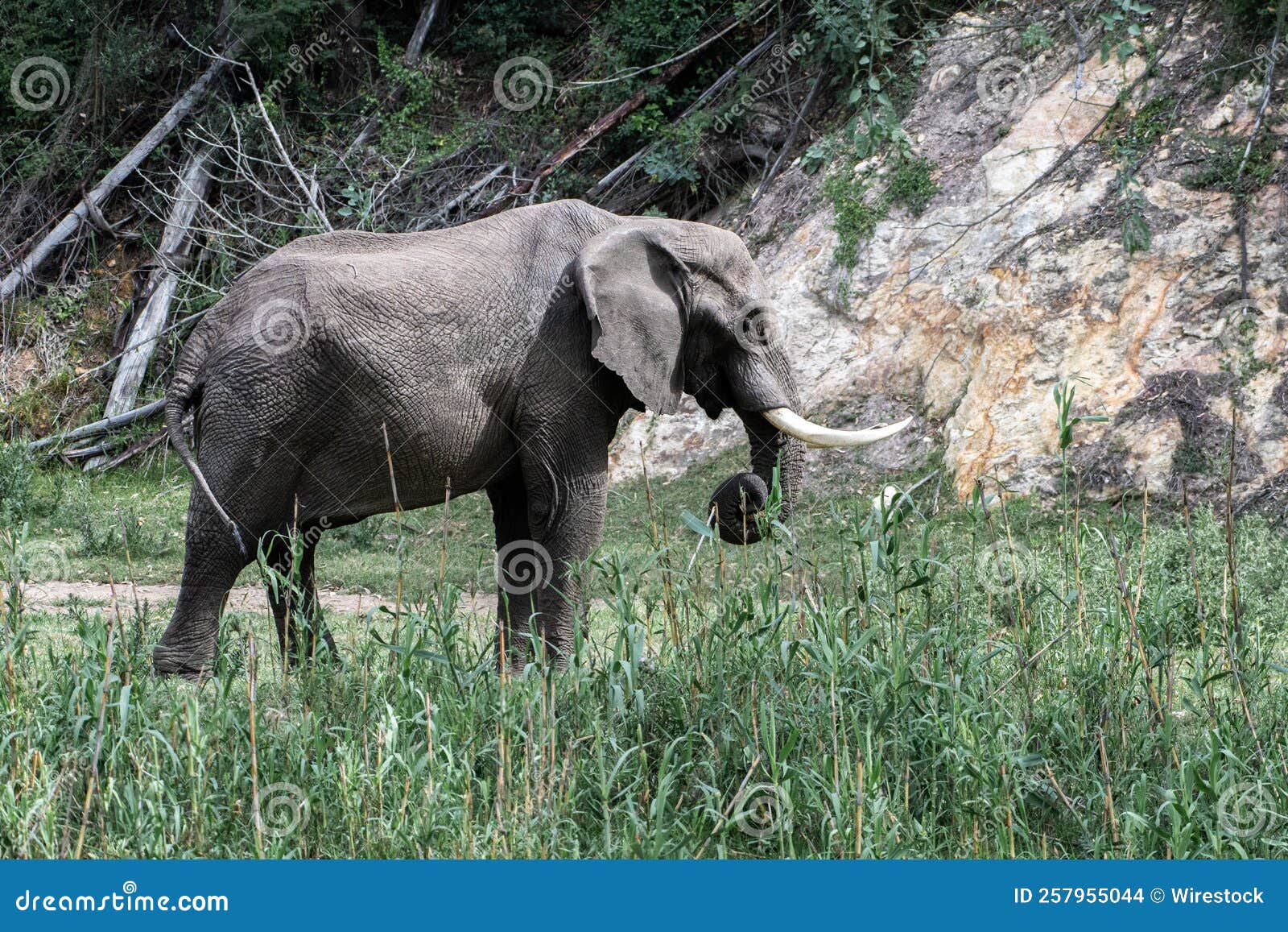 Lado De Un Elefante Enorme Con Colmillos Foto de archivo - Imagen de ...