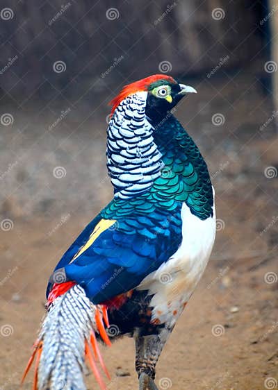 Lady Amherst Pheasant stock photo. Image of fowl, shiny - 8807560