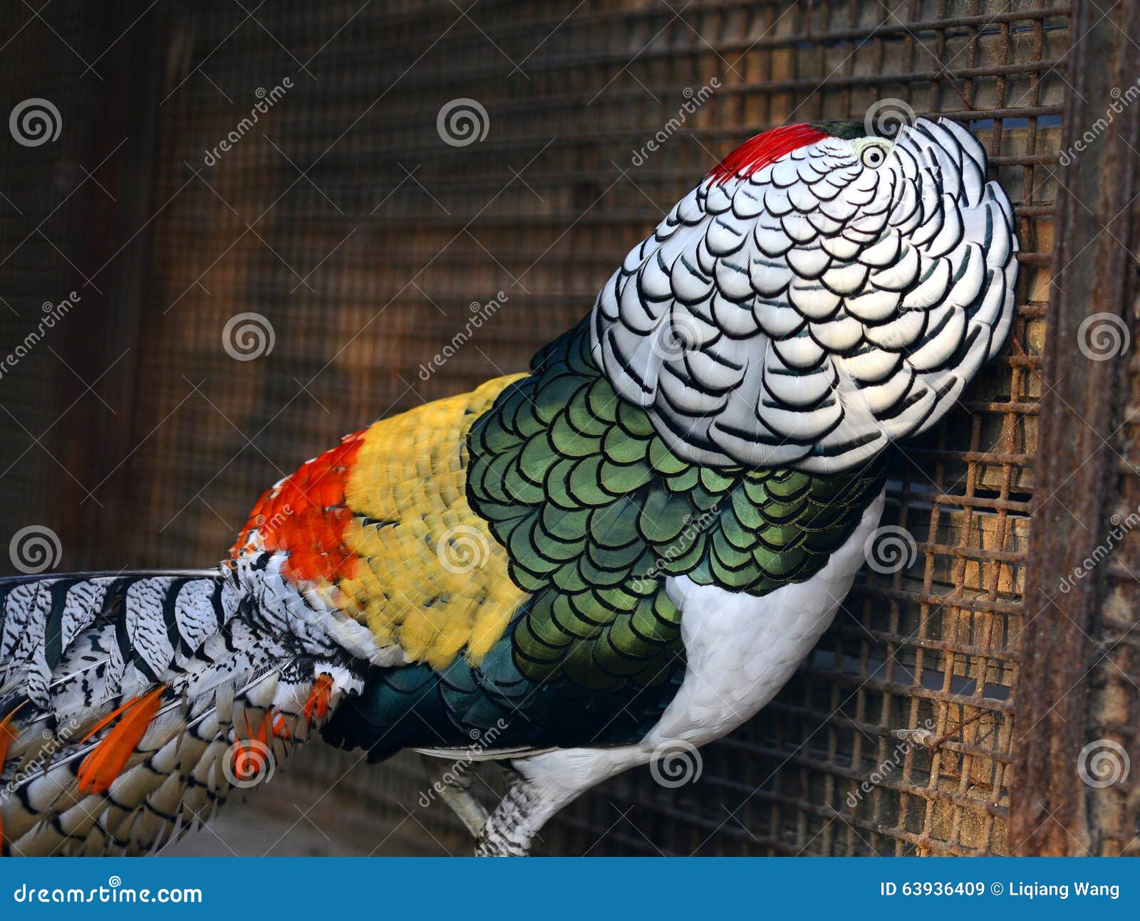 Lady Amherst s Pheasant stock image. Image of chicken - 63936409