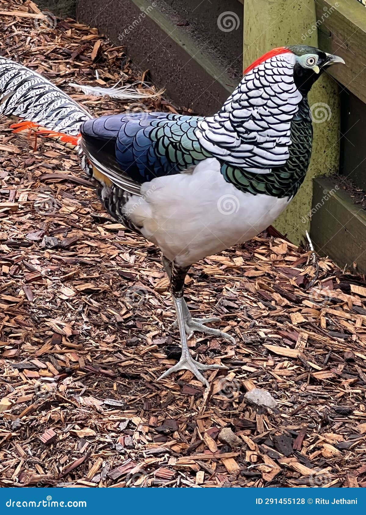 Lady Amhersts Pheasant Bird Stock Photo - Image of bird, chinese: 291455128