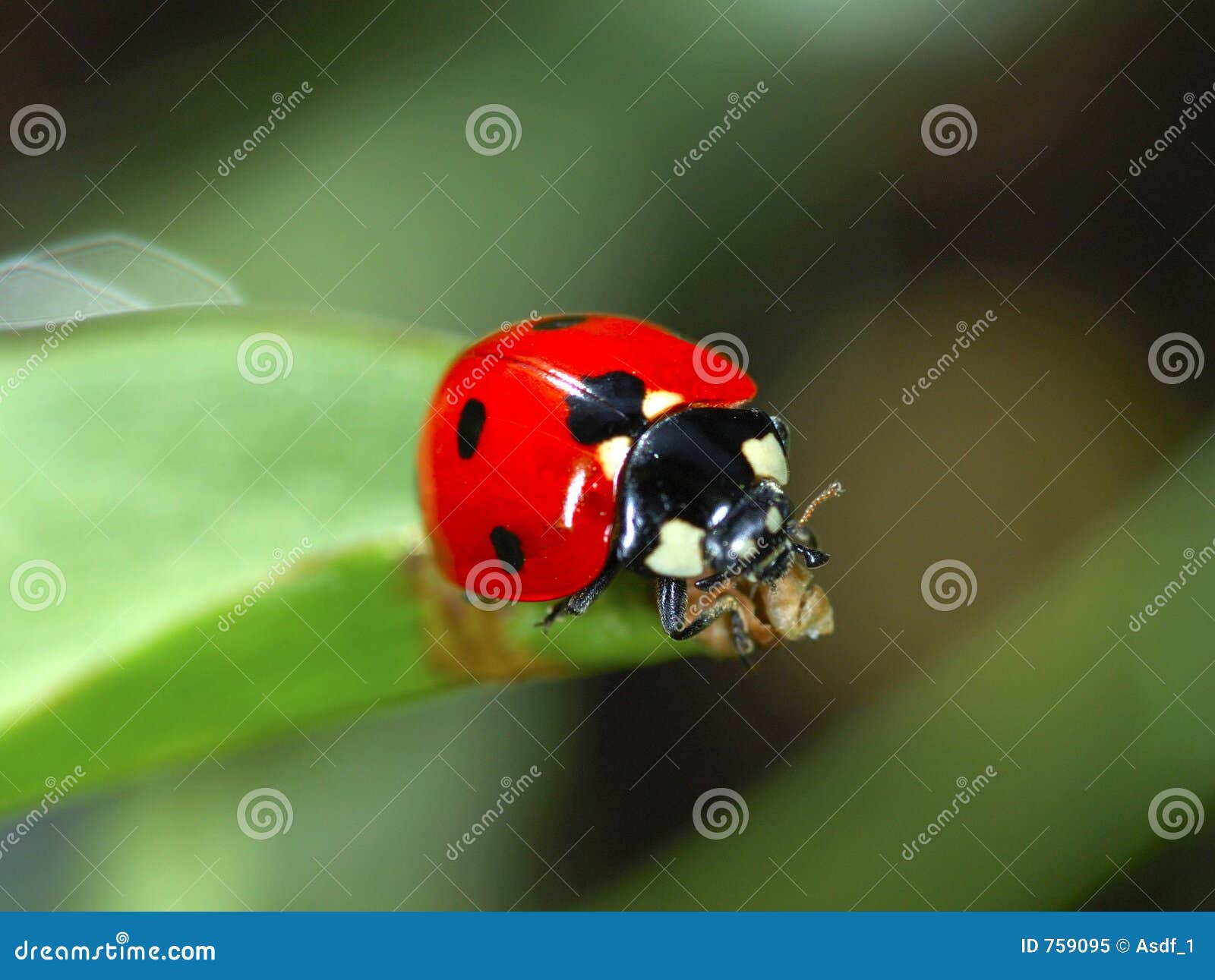 Lady-beetle Stock Photo | CartoonDealer.com #3307332