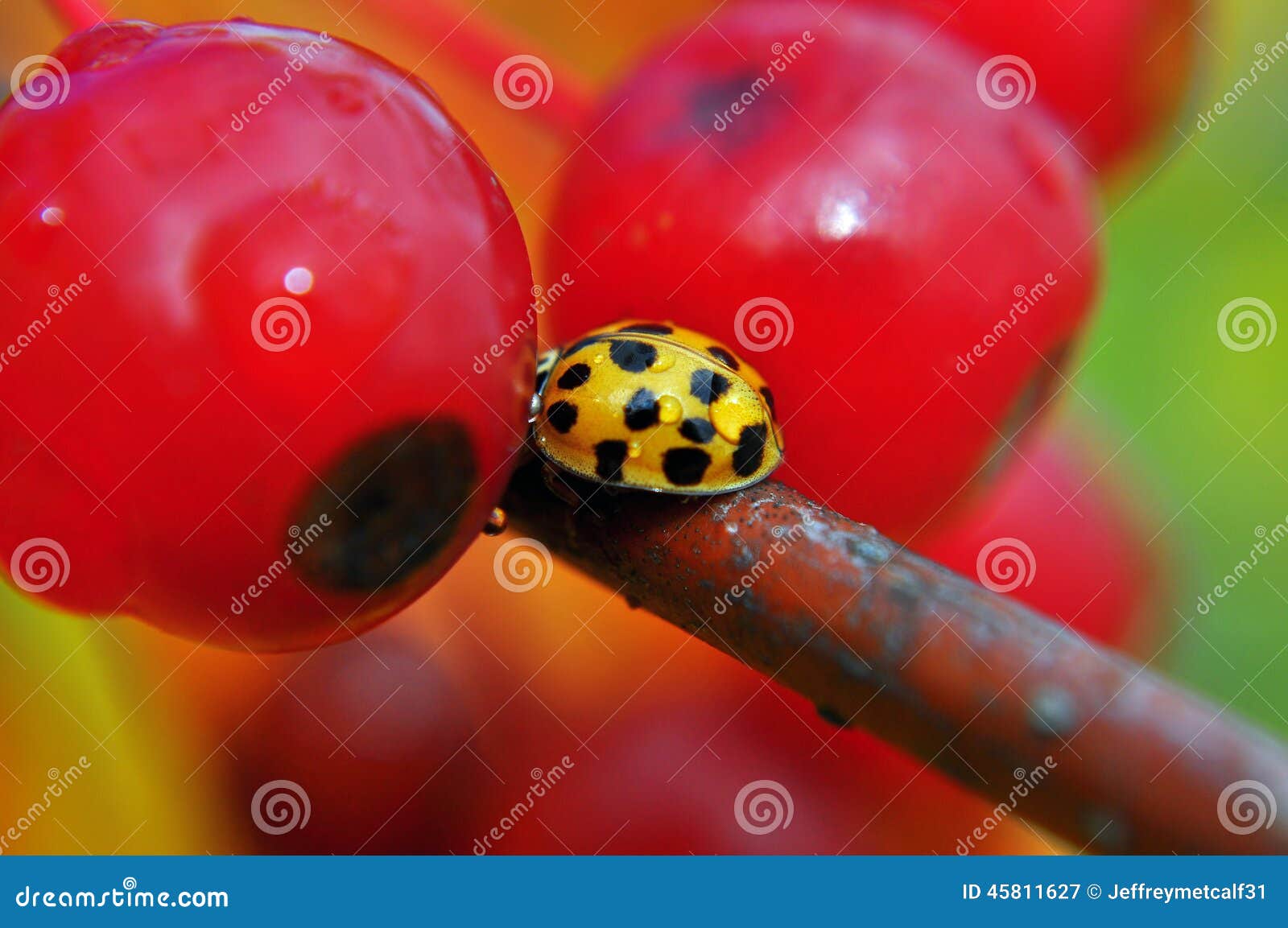 Lady Beetle Bug macro stock image. Image of raindrops - 45811627
