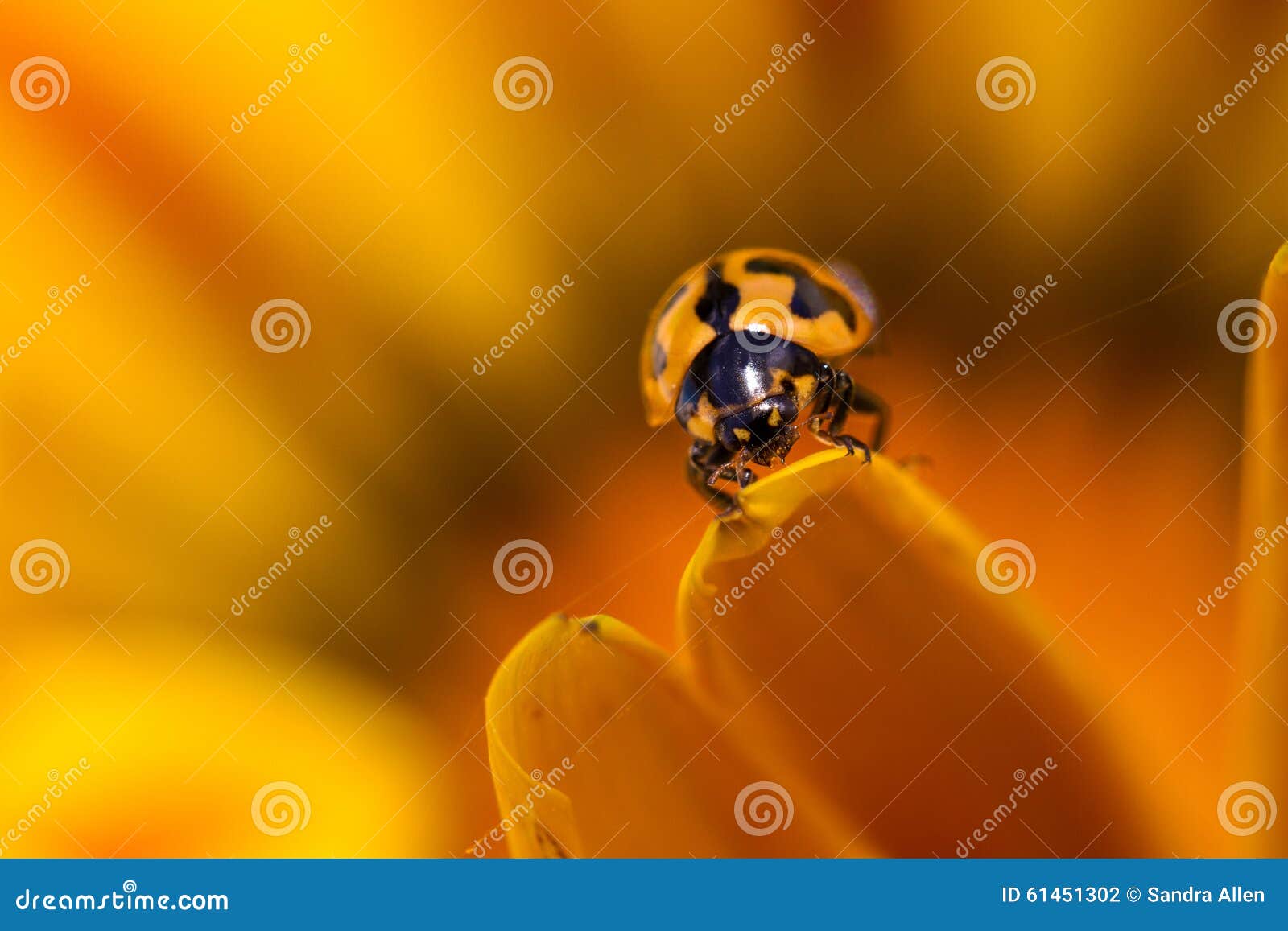 Lady Beetle. stock photo. Image of springtime, outdoors - 61451302