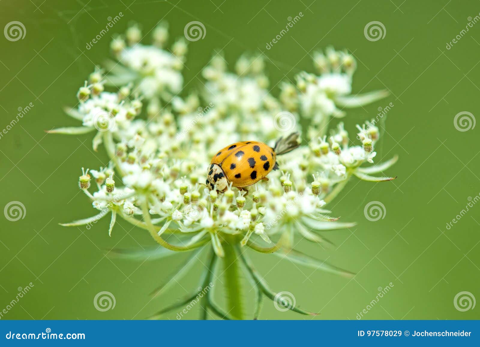 Lady Beetle on a Wild Carrot Stock Image - Image of macro, fauna: 97578029