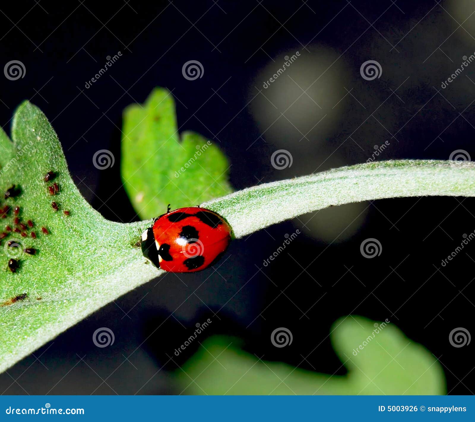 Lady Bird stock photo. Image of antenna, ladybird, crawl - 5003926