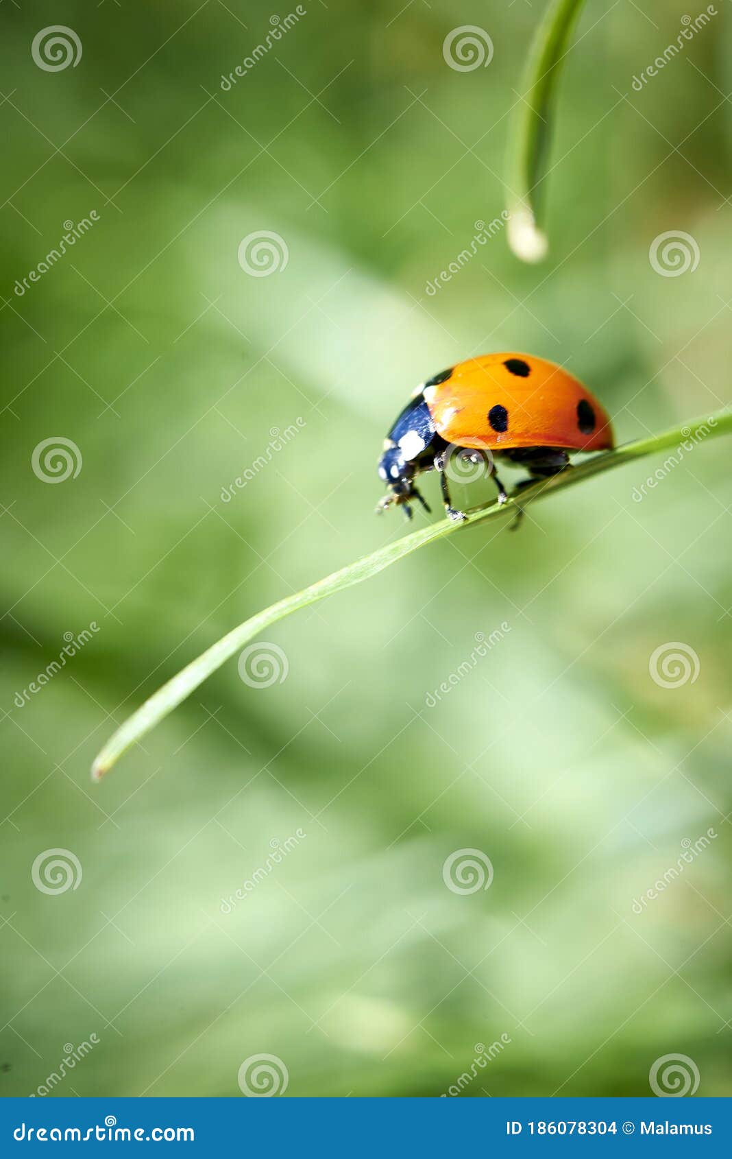 Lady bird stock photo. Image of lady, insect, crawl - 186078304