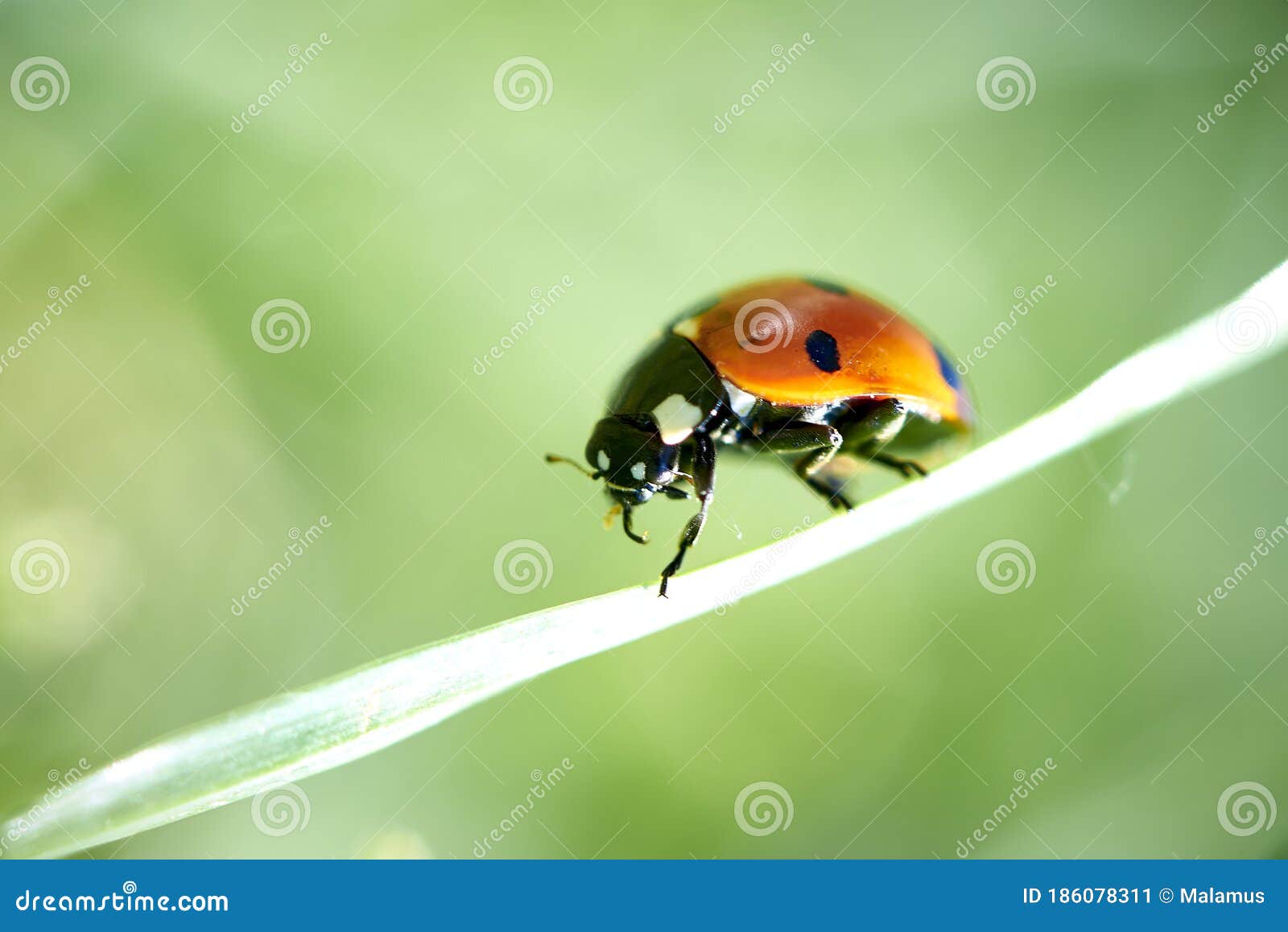 Lady bird stock image. Image of insect, nature, crawl - 186078311