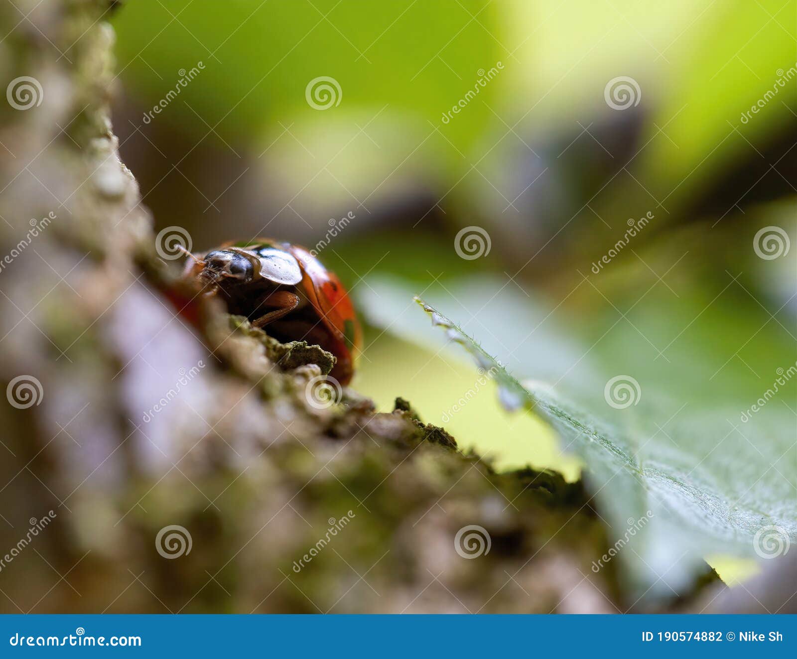 Lady bird/ Lady bug stock photo. Image of beetle, grain - 190574882