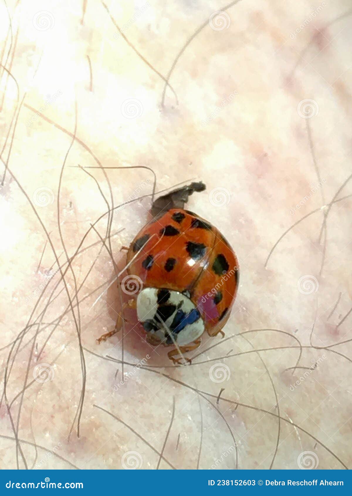 Lady Bird on Male Human Leg Stock Image - Image of colorful, isolated ...