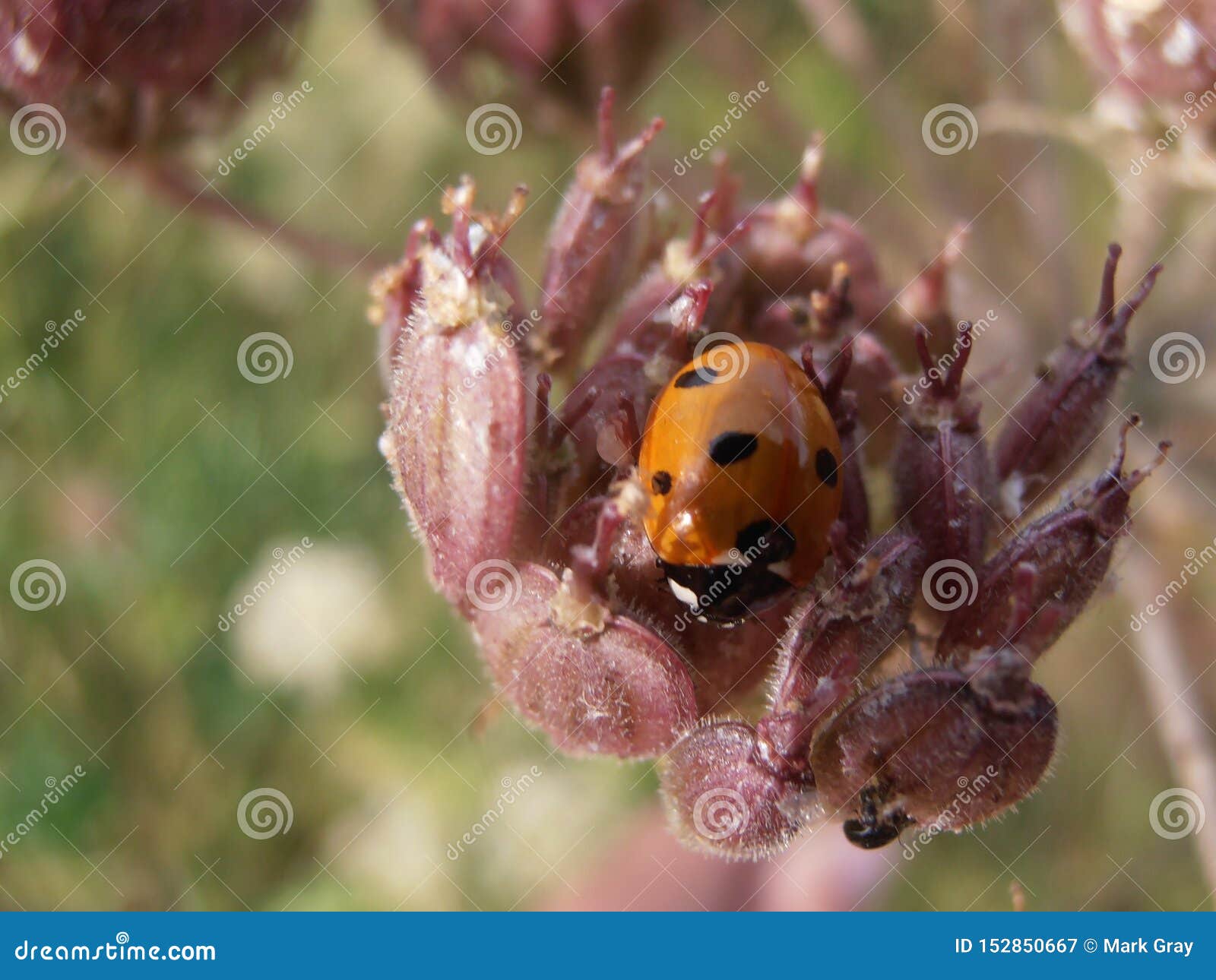 Wild Lady Bird Bug stock image. Image of bird, lady - 152850667