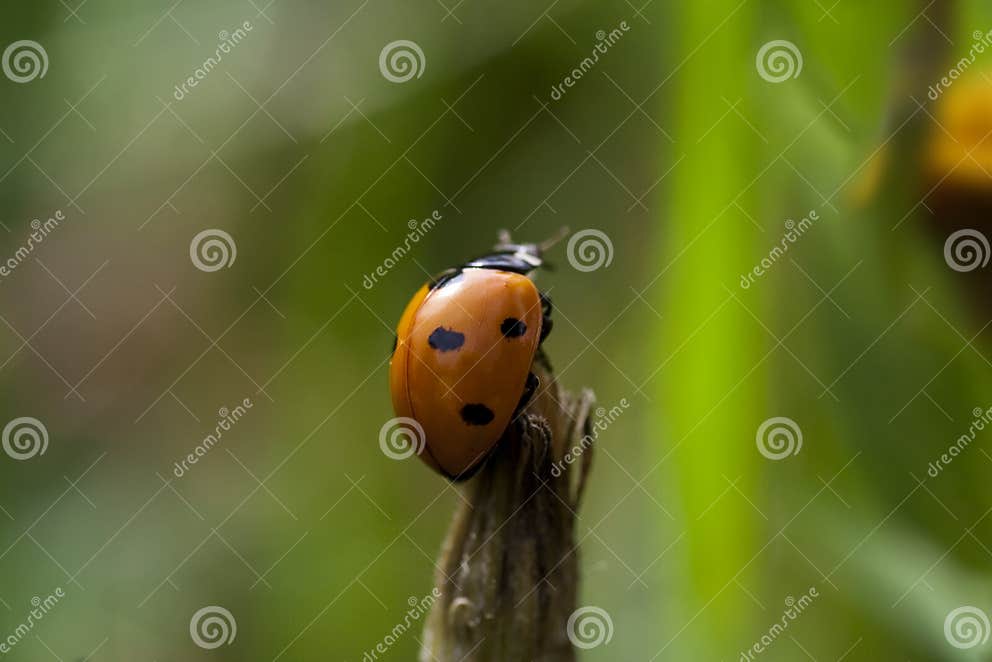 Lady bird stock photo. Image of insect, nature, beetles - 46454898