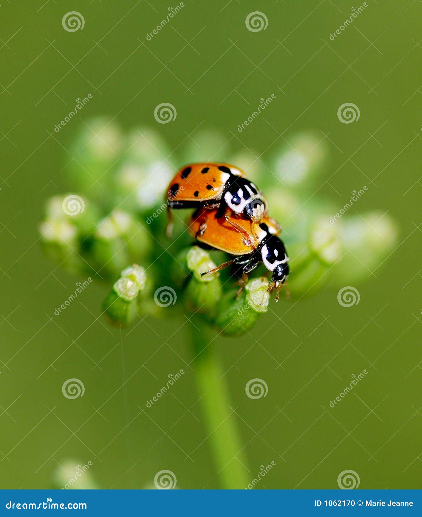 Lady bug stock photo. Image of plant, macro, garden, world - 1062170