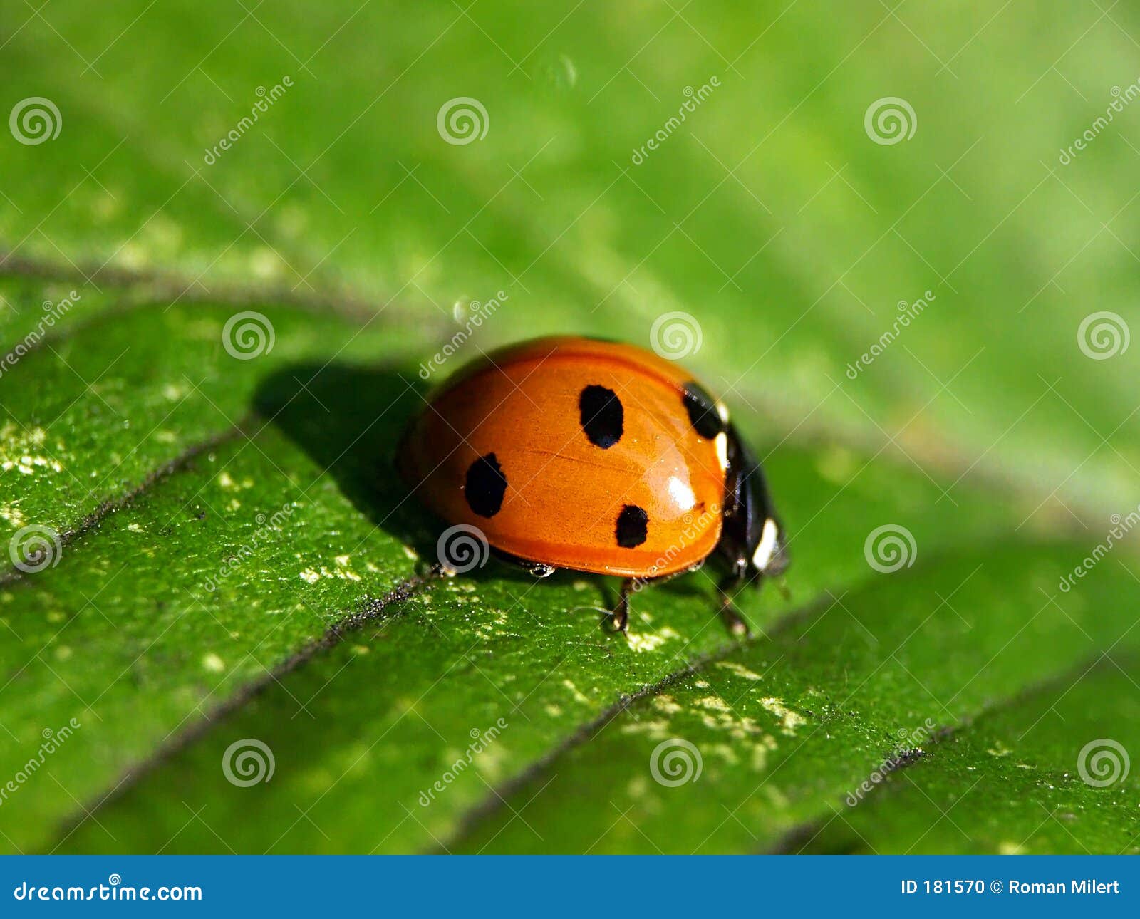 Lady bug stock photo. Image of leaves, grains, beetle, wings - 181570