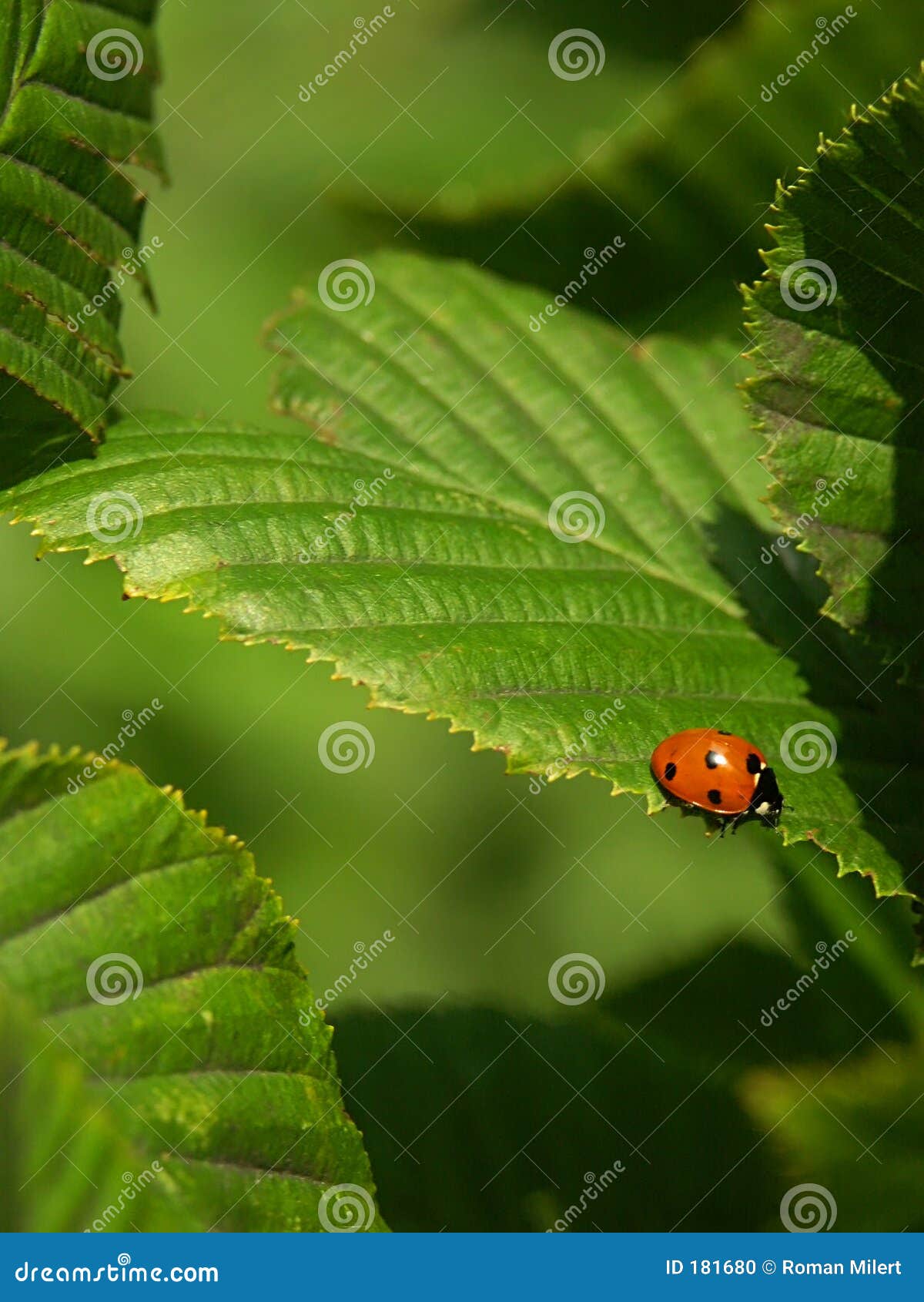Lady bug stock photo. Image of ladybug, nature, summer - 181680