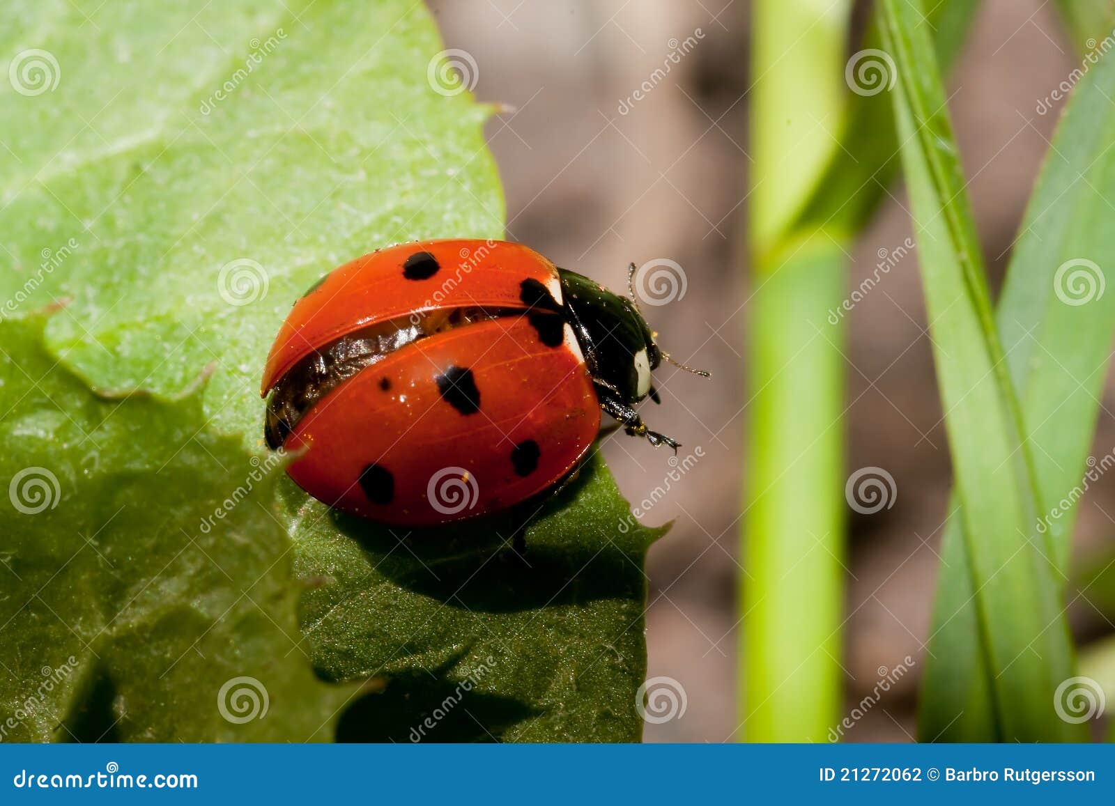 Lady bug stock photo. Image of ladybug, wing, nature - 21272062