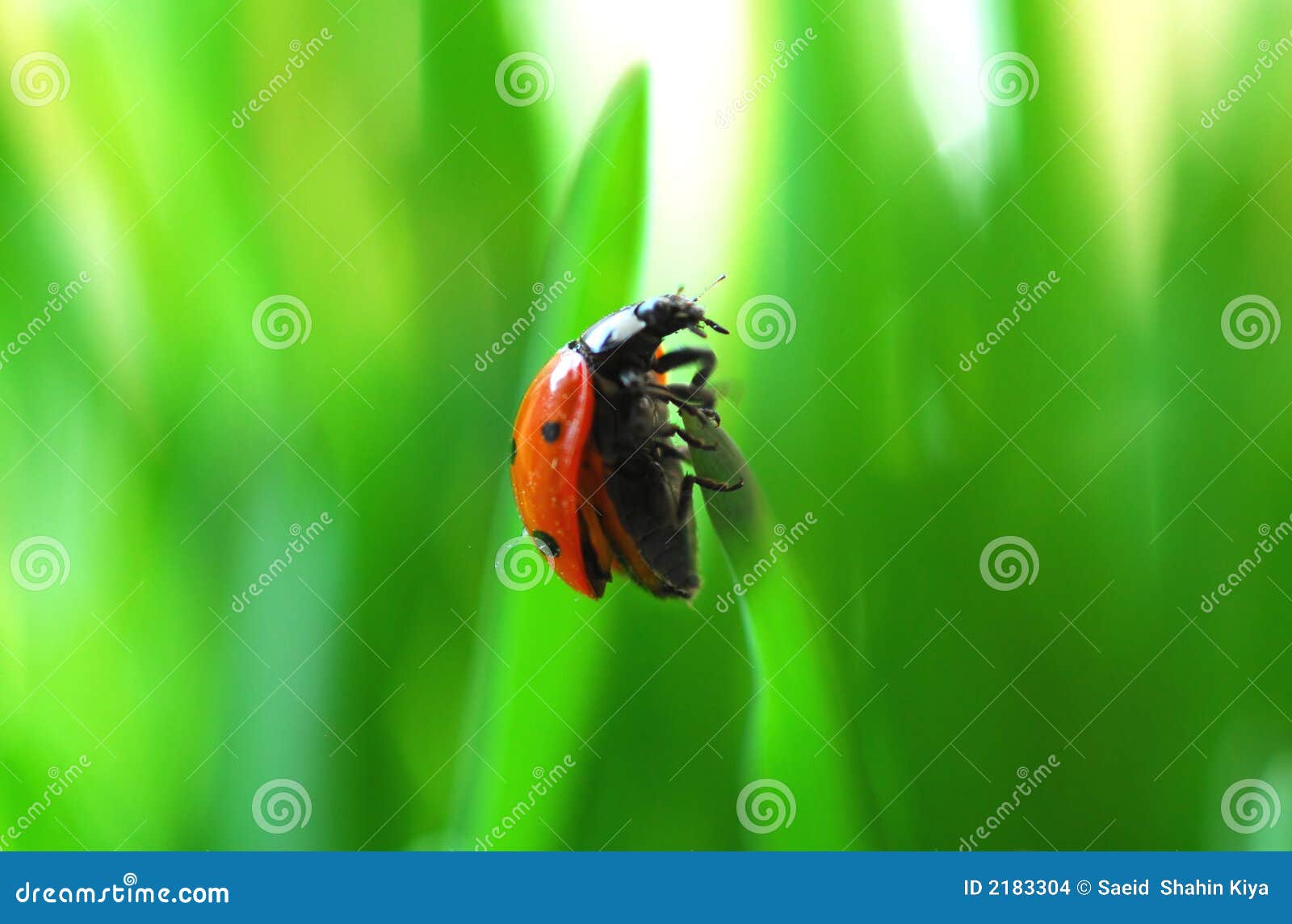 Lady bug stock photo. Image of ladybird, single, legs - 2183304