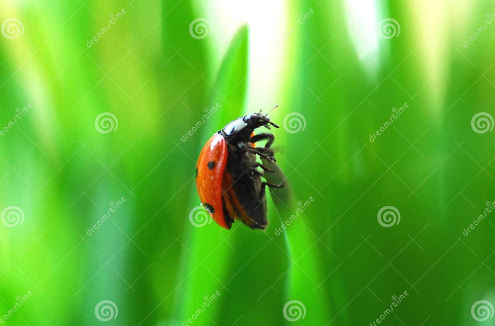 Lady bug stock photo. Image of ladybird, single, legs - 2183304