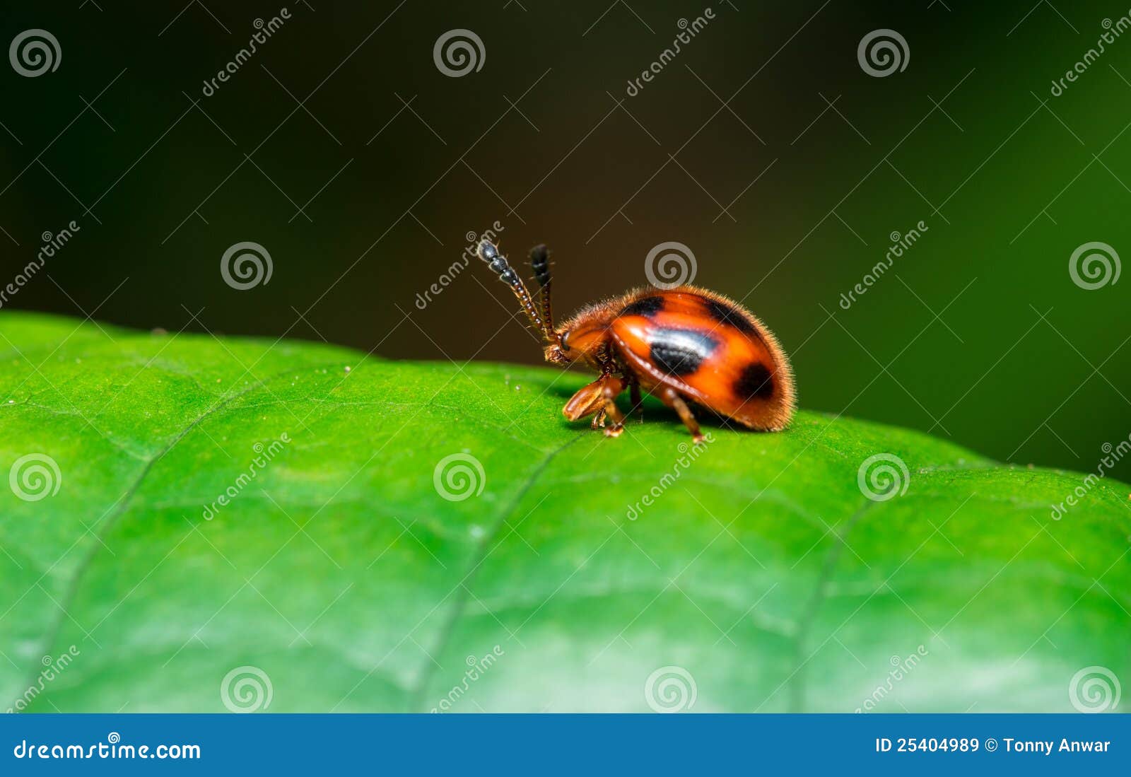 Lady Bug stock image. Image of nature, closeup, ladybug - 25404989