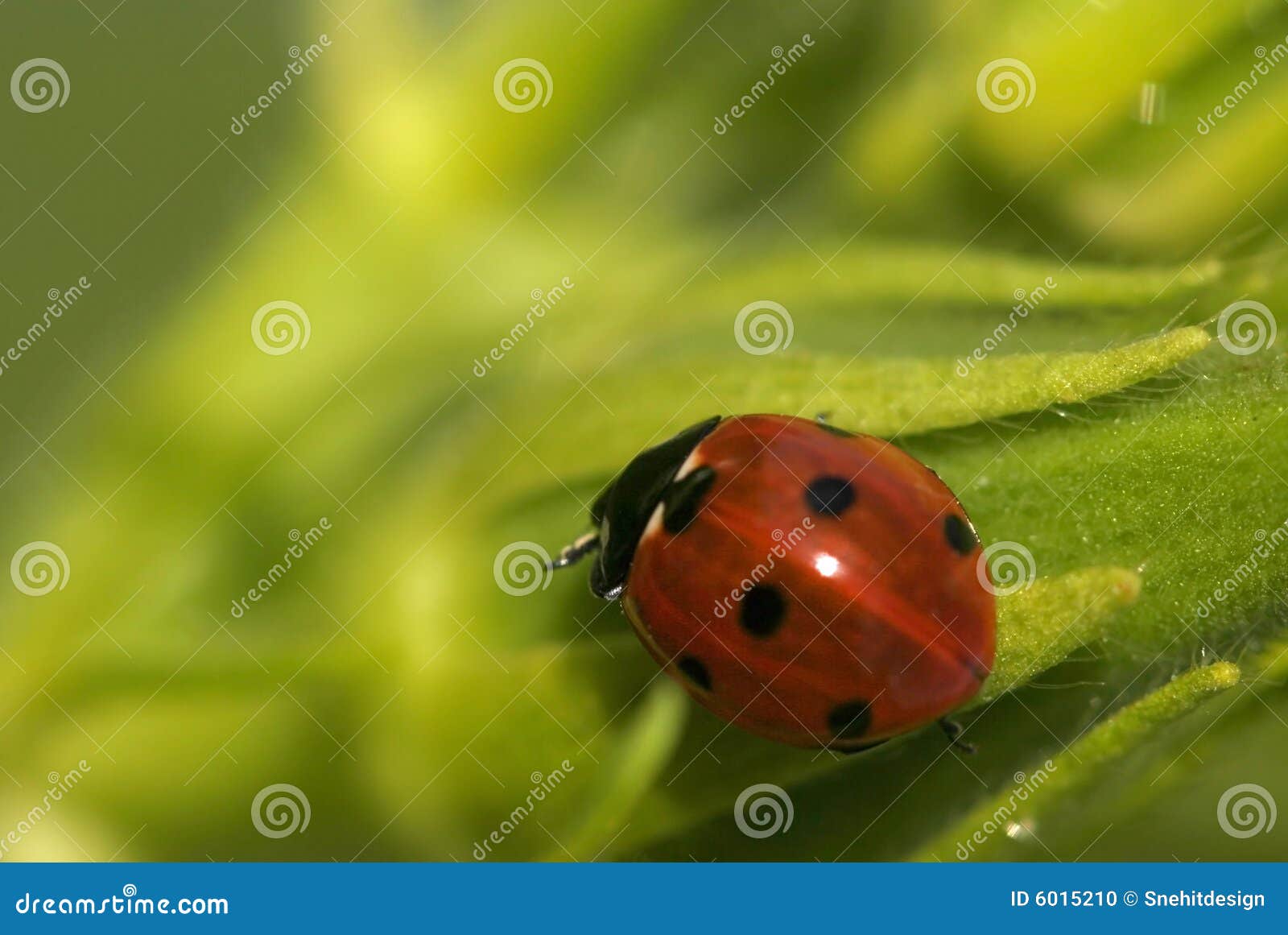 Lady Bug stock photo. Image of plant, hair, spring, insect - 6015210
