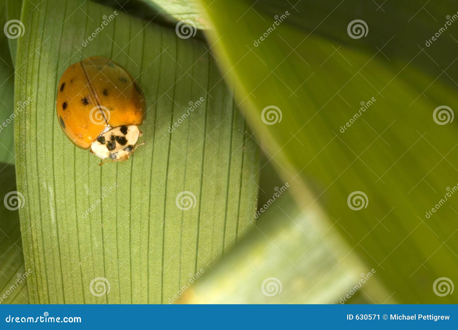 Lady bug stock image. Image of nature, stems, closeup, insect - 630571