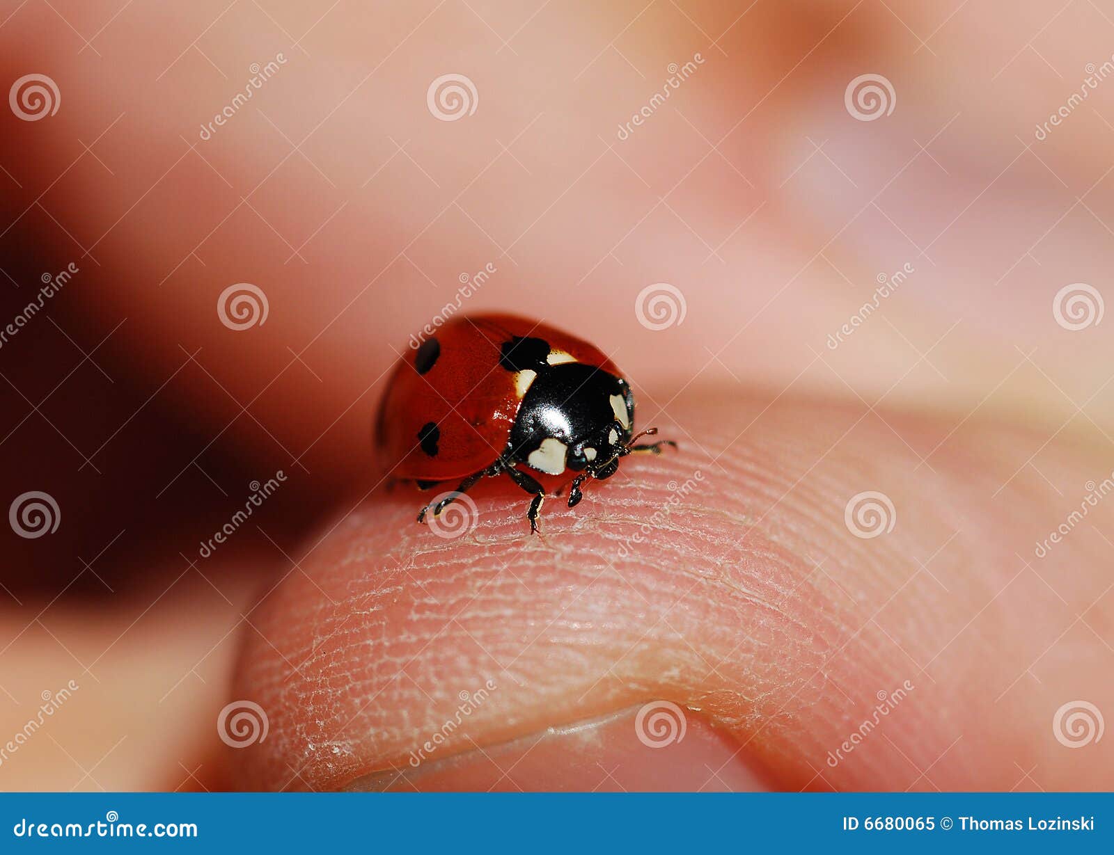 291 Bug Thumb Stock Photos - Free & Royalty-Free Stock Photos from ...