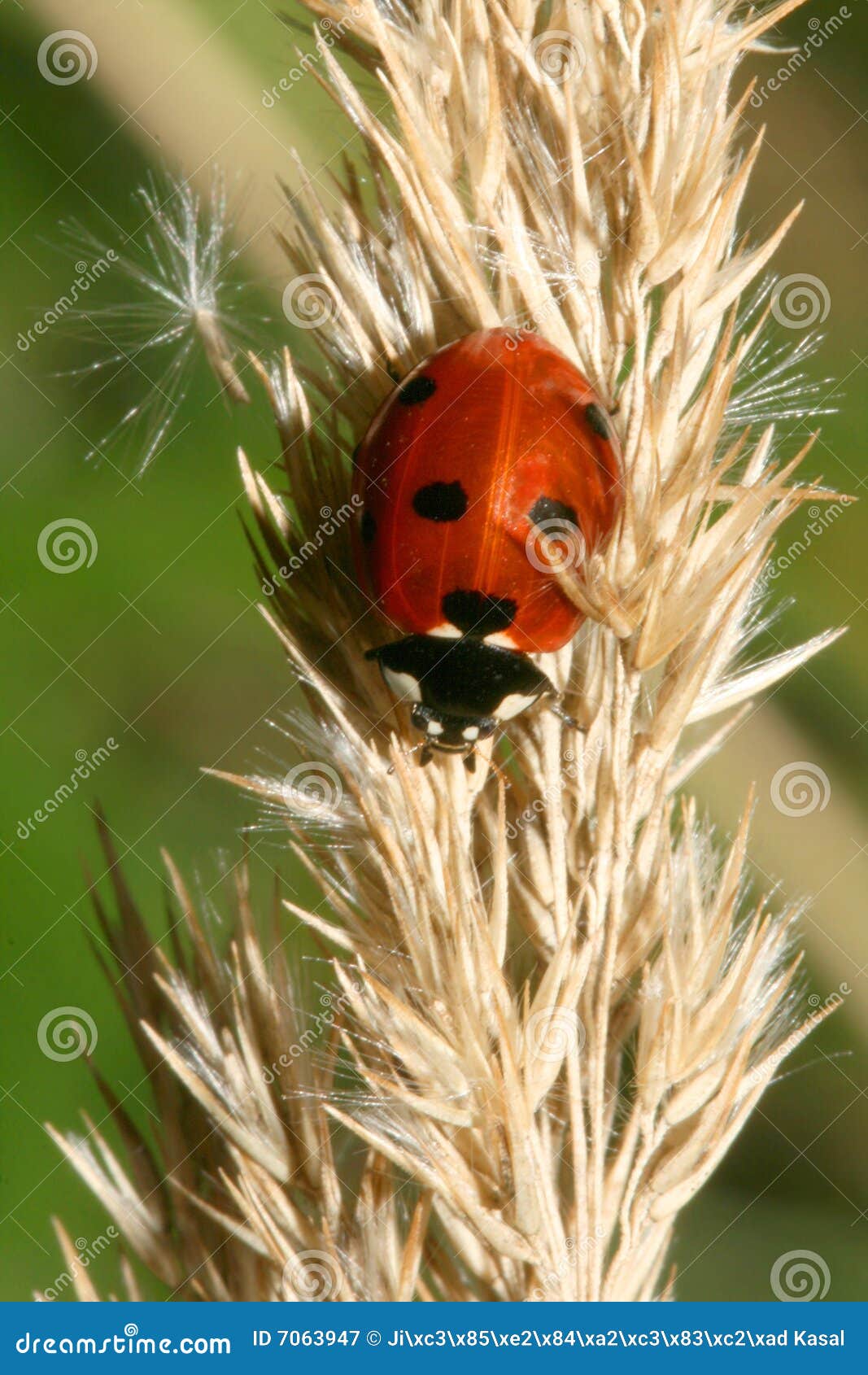 Lady-bug stock image. Image of lady, macro, insect, grass - 7063947