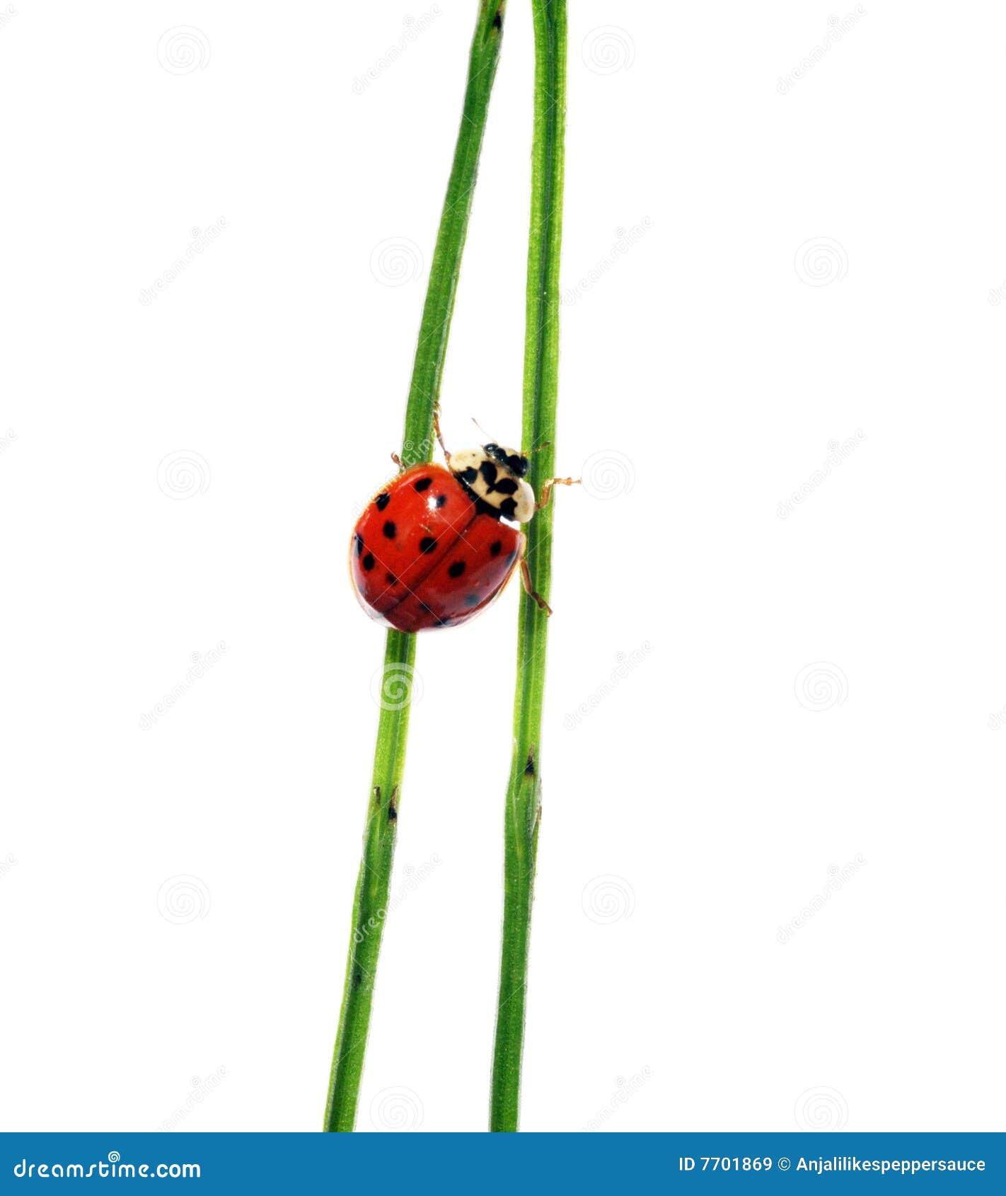 Lady bug stock image. Image of loneliness, close, individual - 7701869