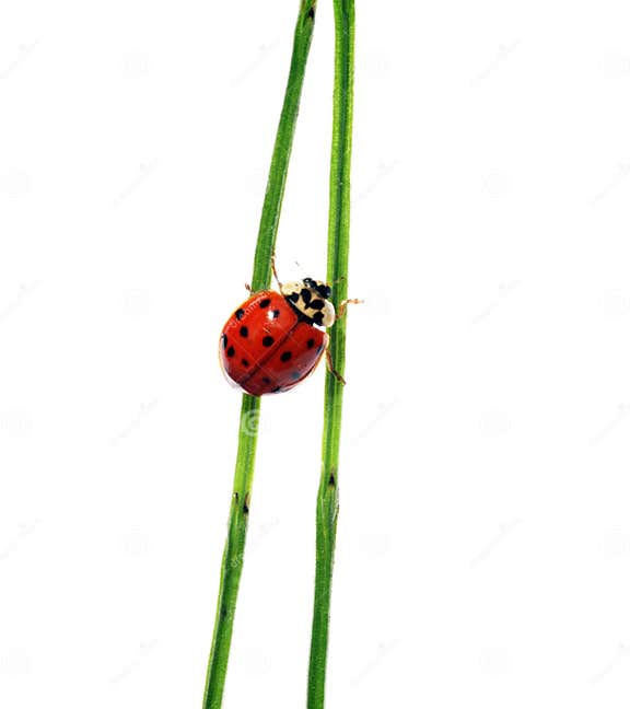 Lady bug stock image. Image of loneliness, close, individual - 7701869