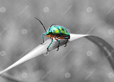 Lady bug stock image. Image of lady, white, sunlight, water - 8963637