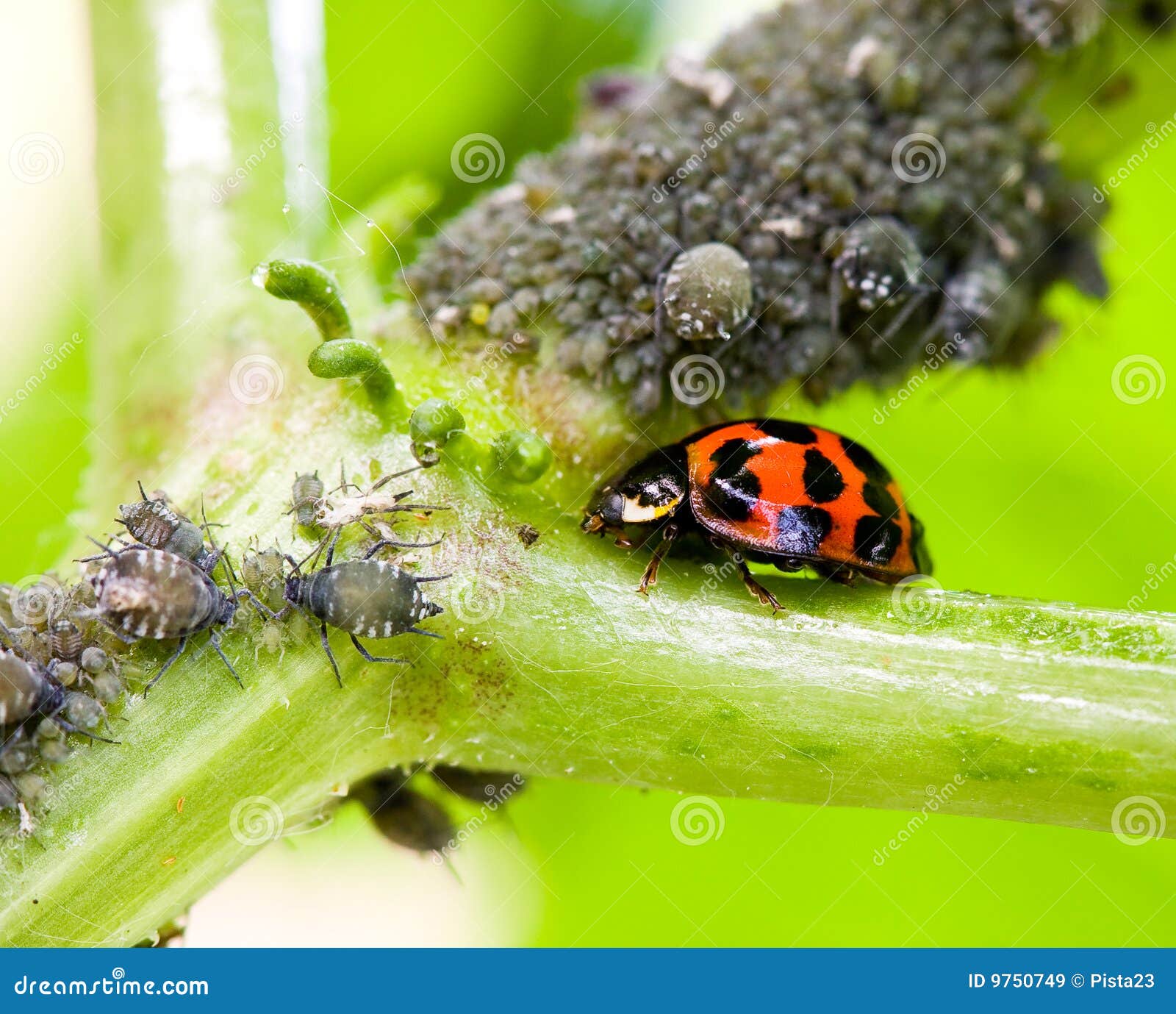Lady bug stock image. Image of harm, agriculture, wildlife - 9750749
