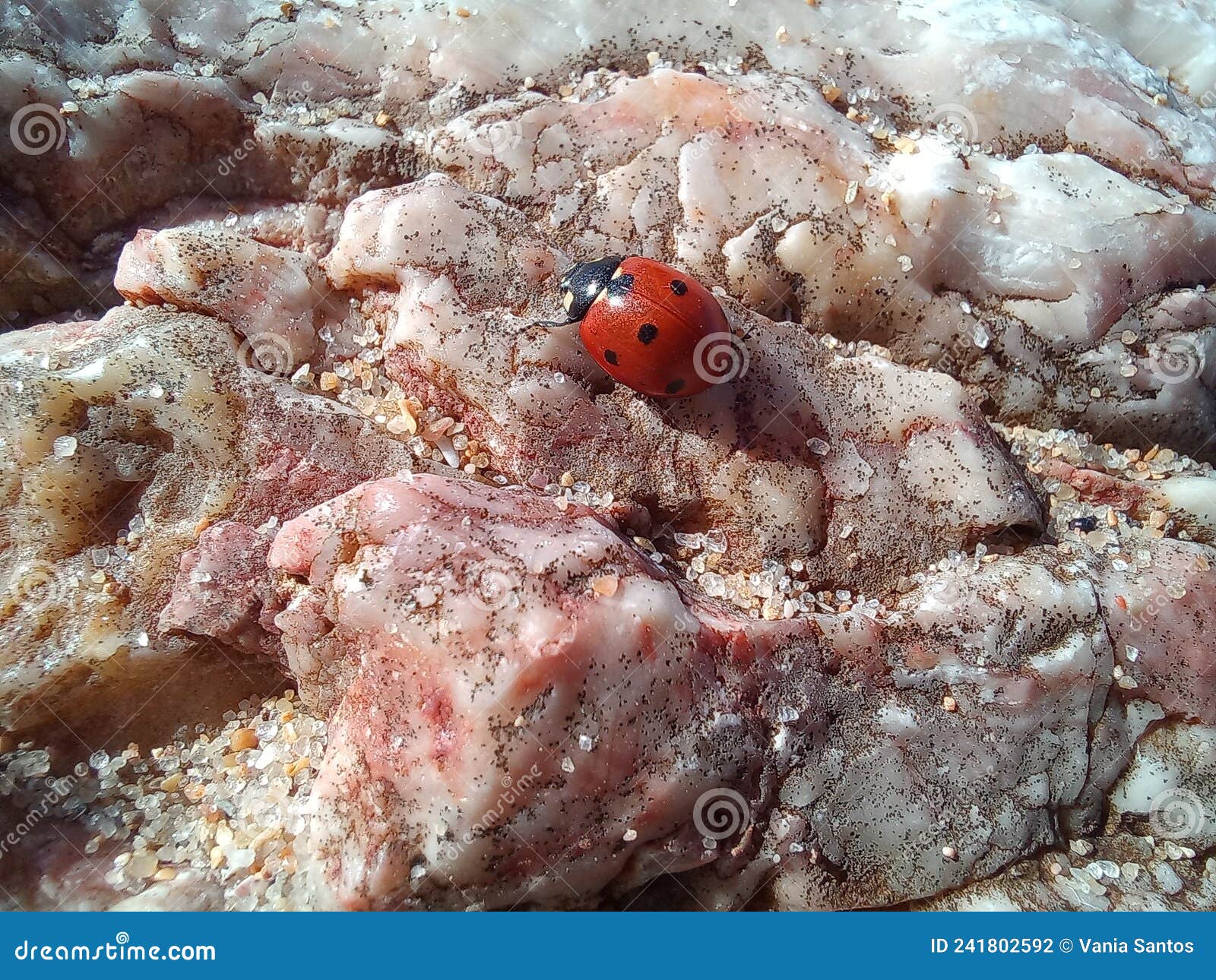 Lady bug in beach rock stock photo. Image of dish, leaf - 241802592