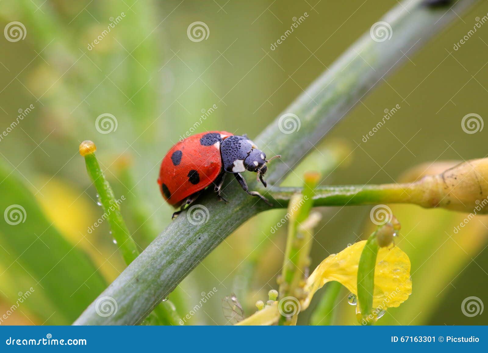 Lady bug stock image. Image of yellow, flowers, closeup - 67163301