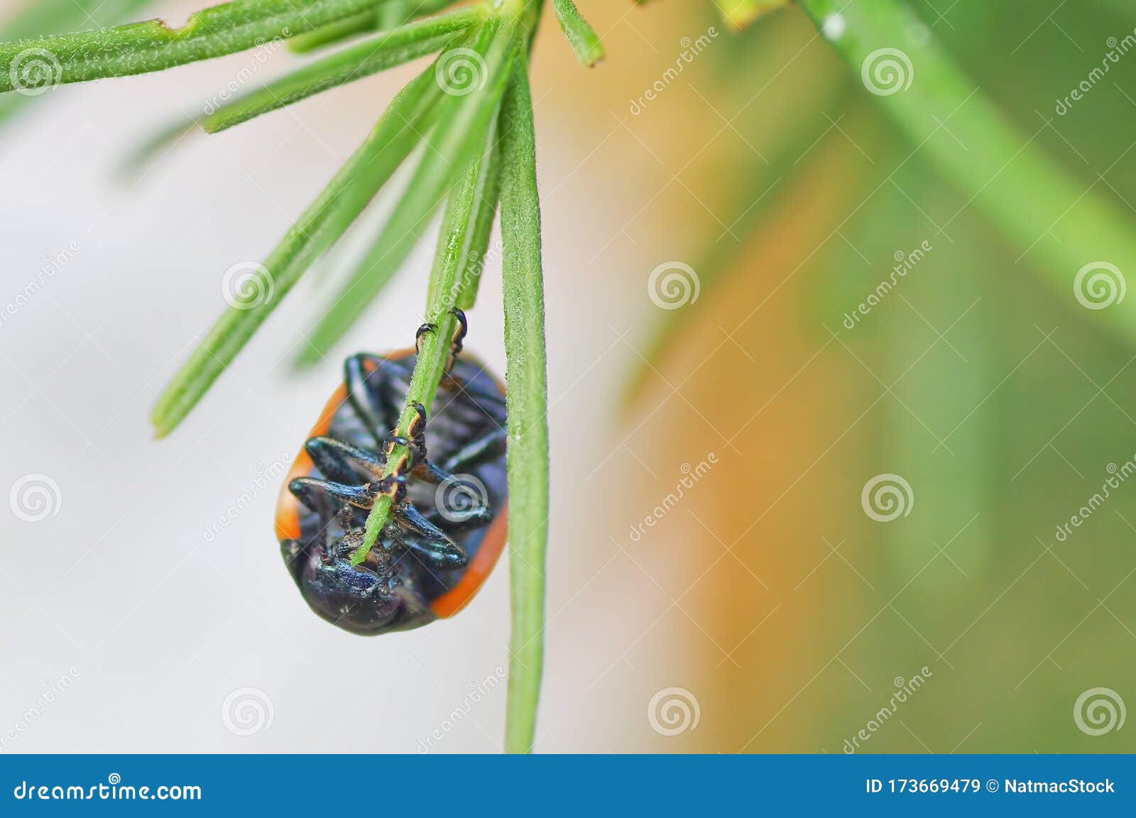 Lady Bug Belly on an Evergreen with Feet and Face in Focus Stock Image ...