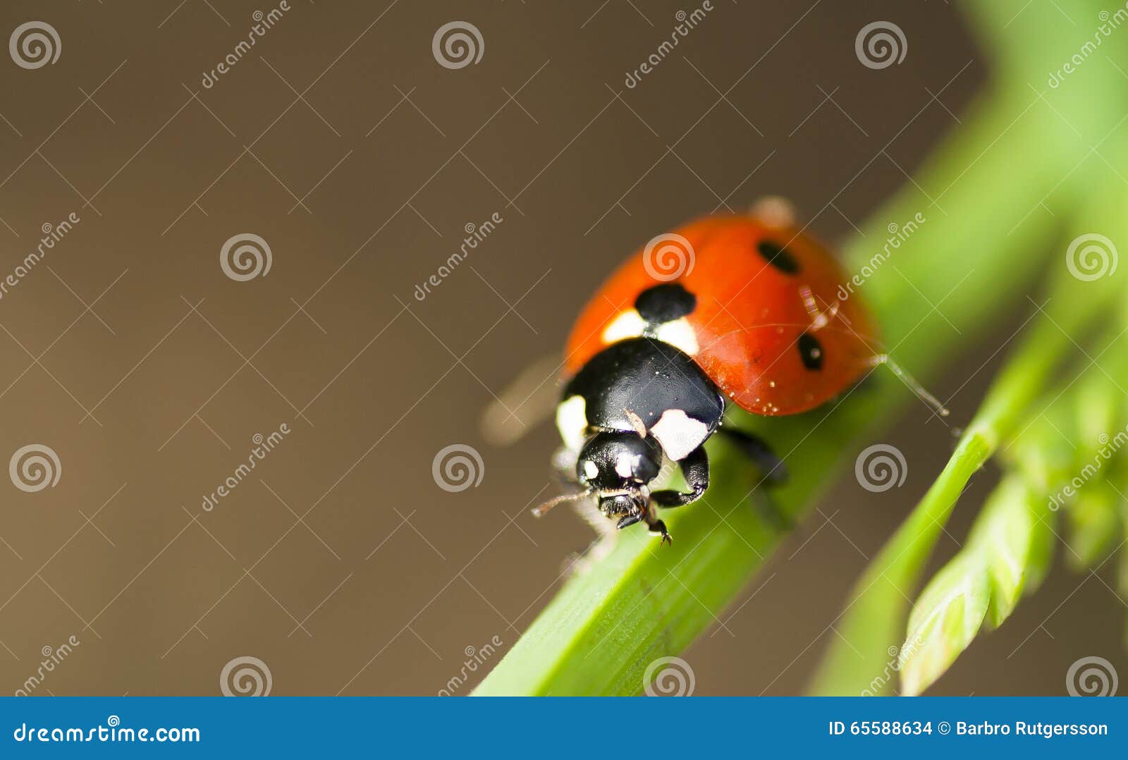 Virgin Mary Ladybugs Stock Photos - Free & Royalty-Free Stock Photos ...