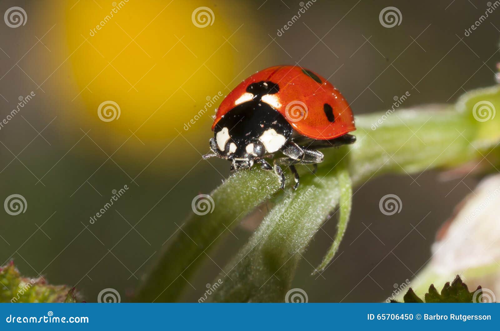 Lady bug stock photo. Image of spot, animal, birds, beetle - 65706450