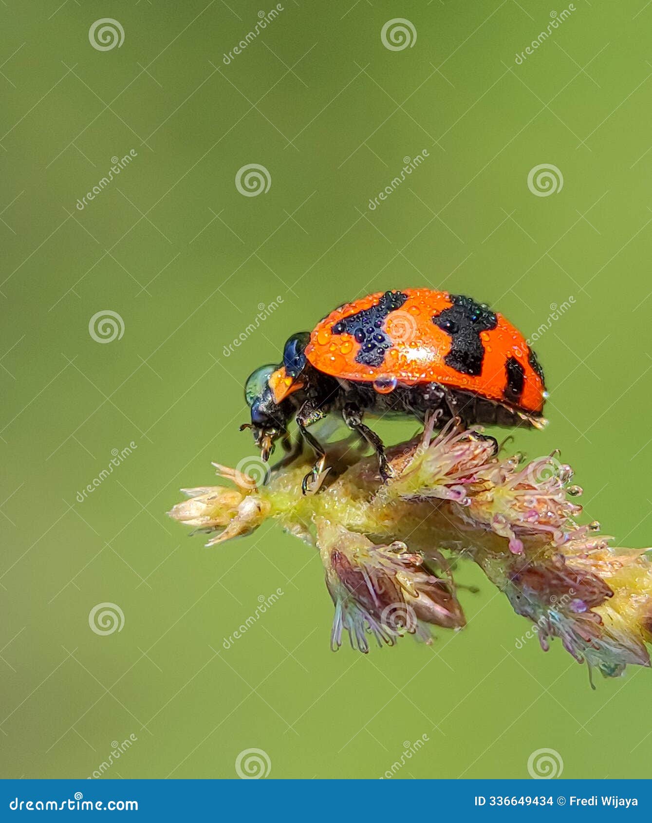 Lady Bug or Lady Bird on the Flower Stock Photo - Image of lady ...