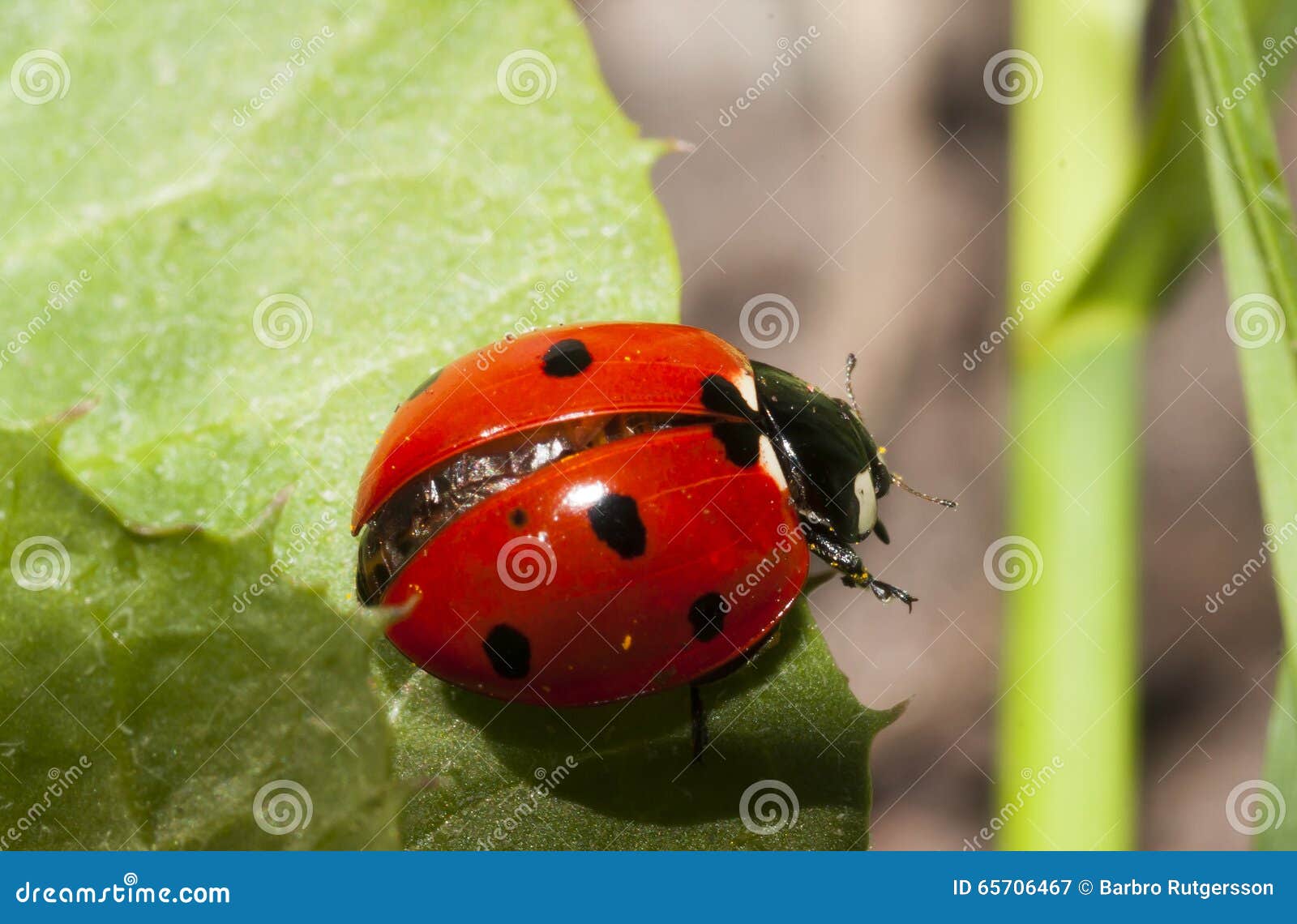Lady bug stock image. Image of animal, ladybirds, face - 65706467